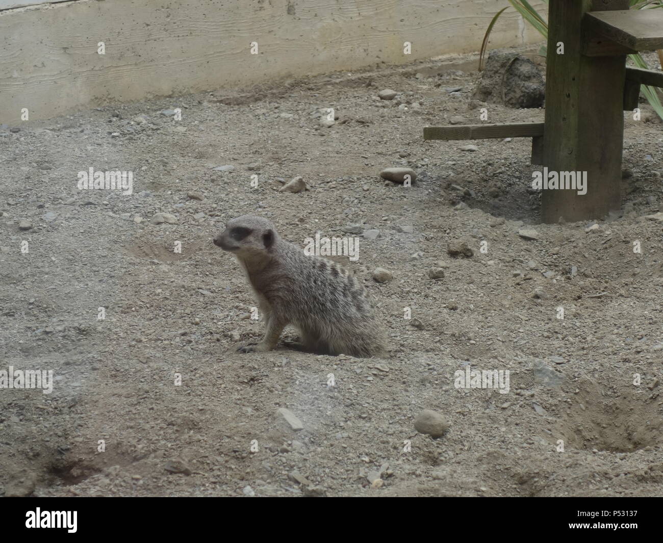A meerkat in captivity Stock Photo - Alamy