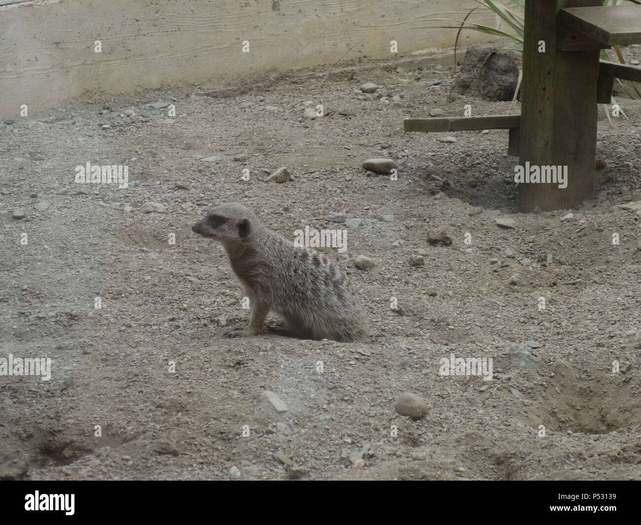 Rat meerkat hi-res stock photography and images - Alamy