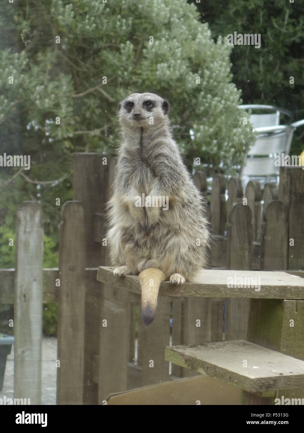 A meerkat in captivity Stock Photo - Alamy