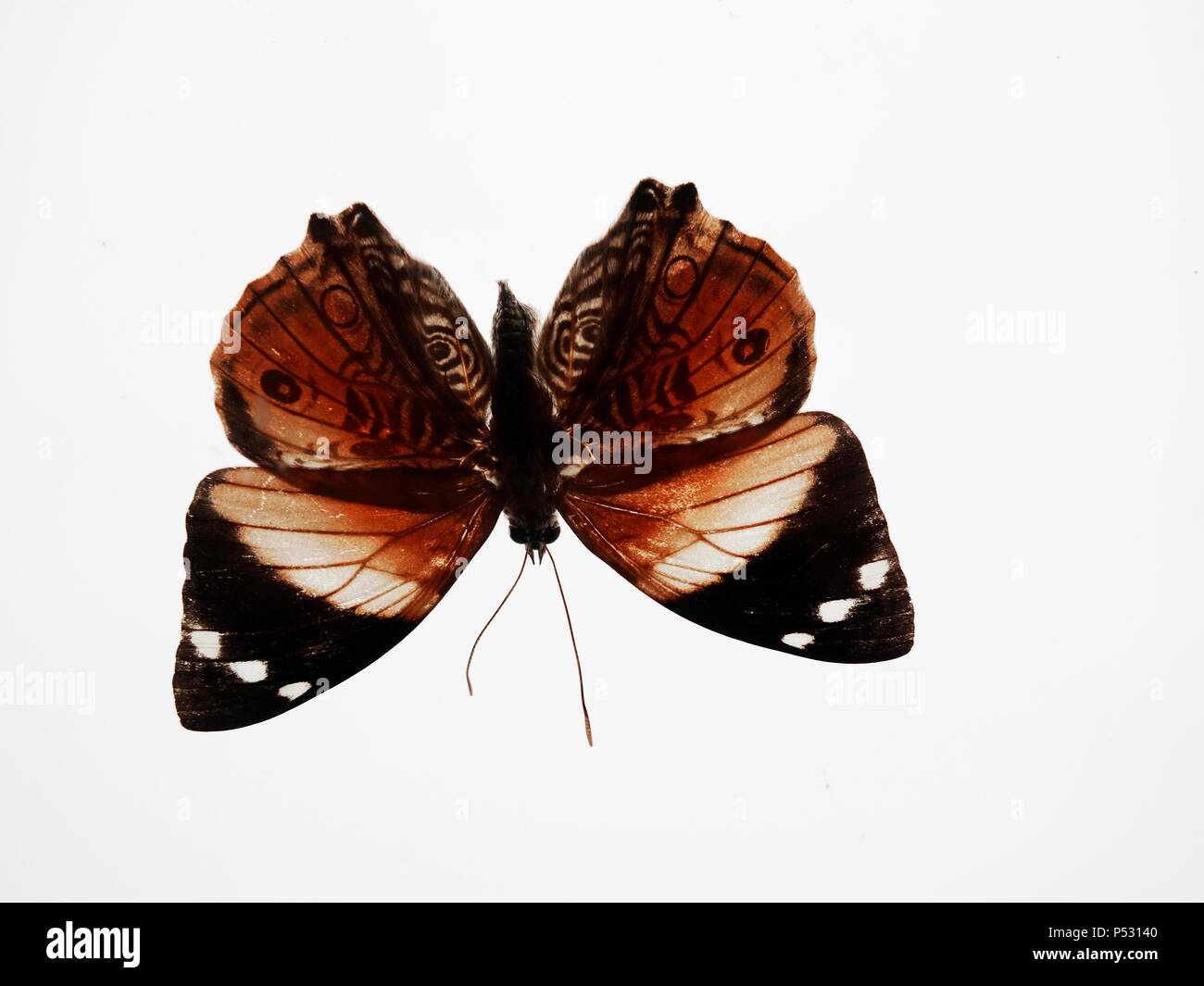 Bugs from around the world series Stock Photo - Alamy