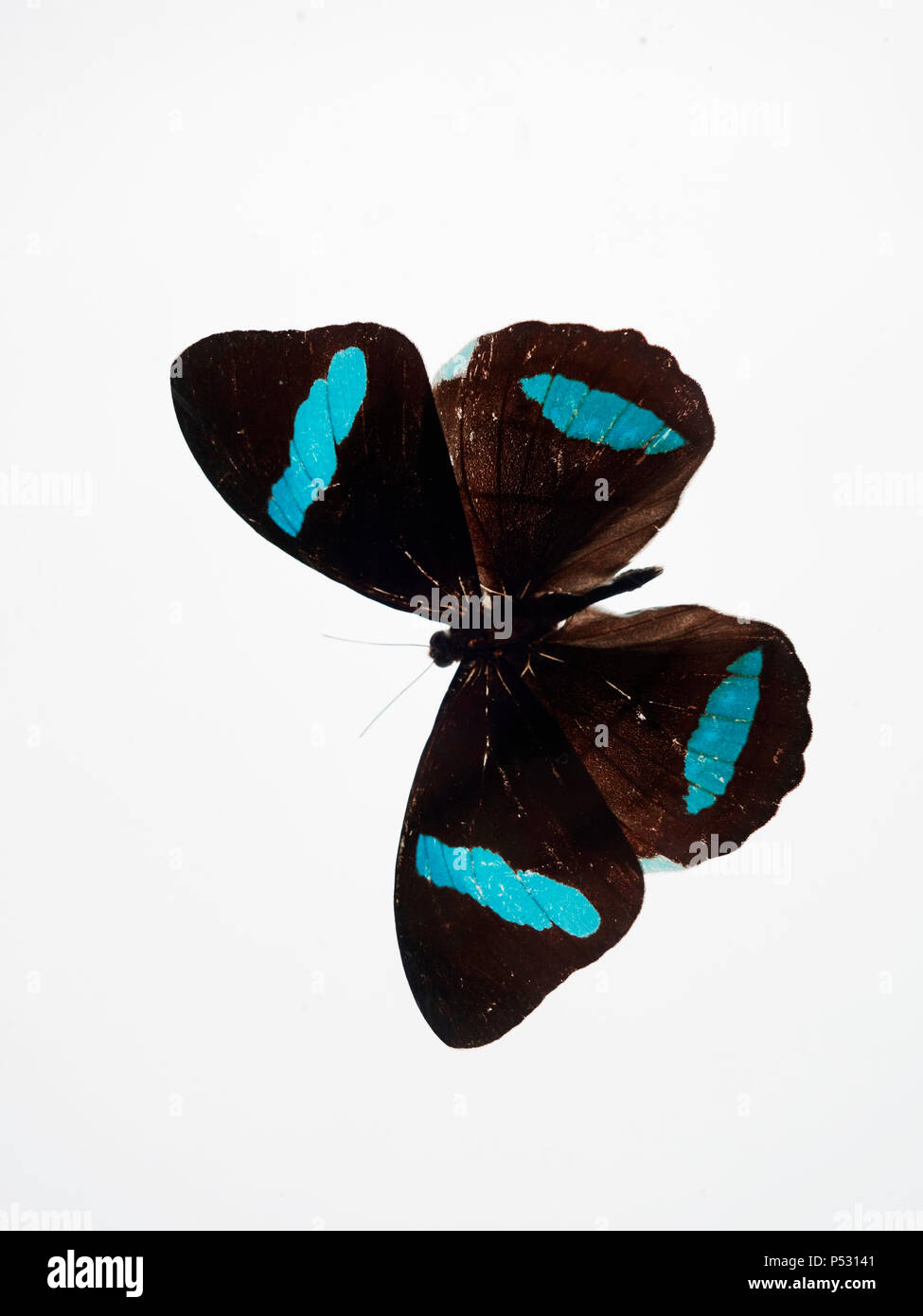 Bugs from around the world series Stock Photo - Alamy