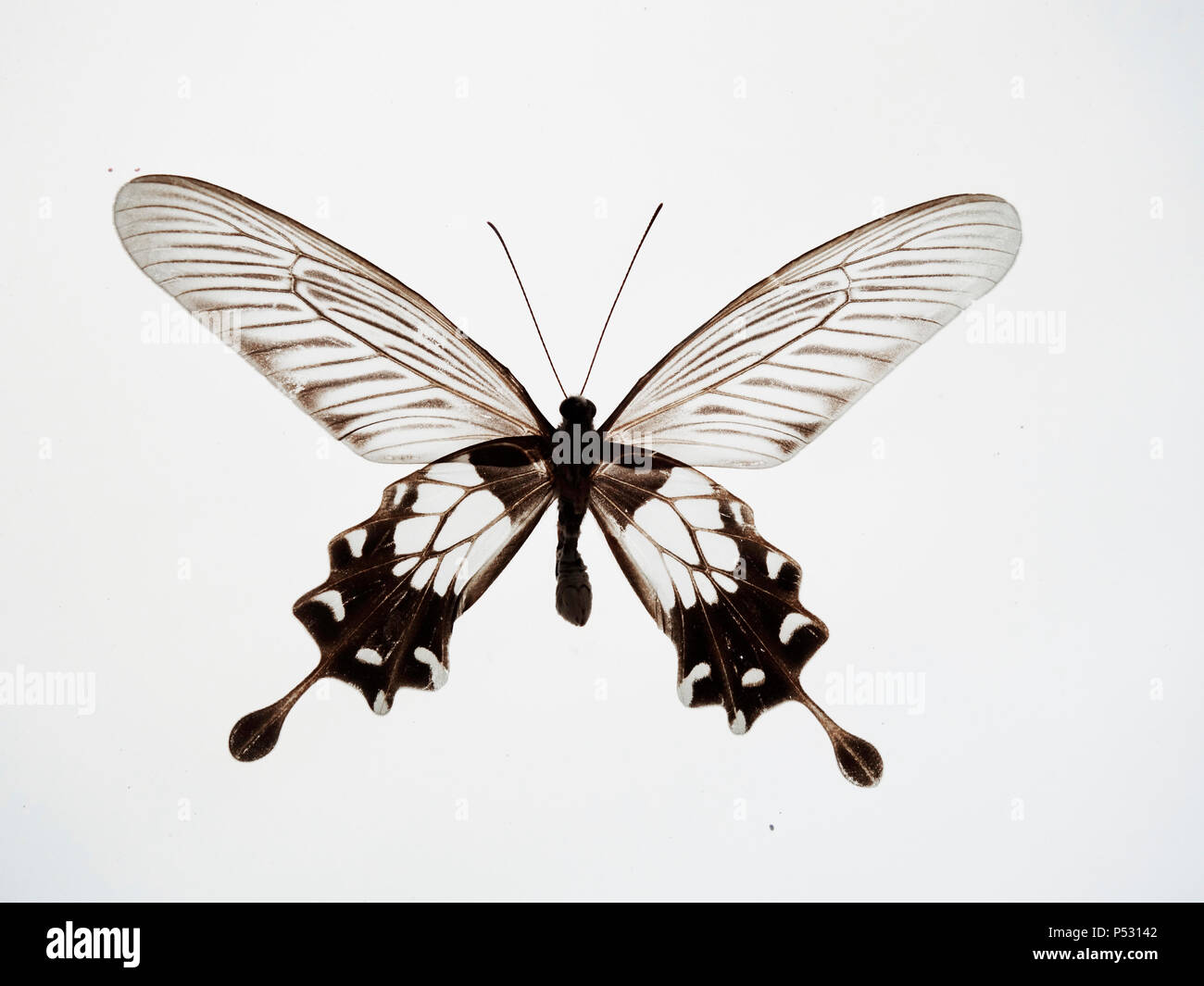 Bugs from around the world series Stock Photo - Alamy