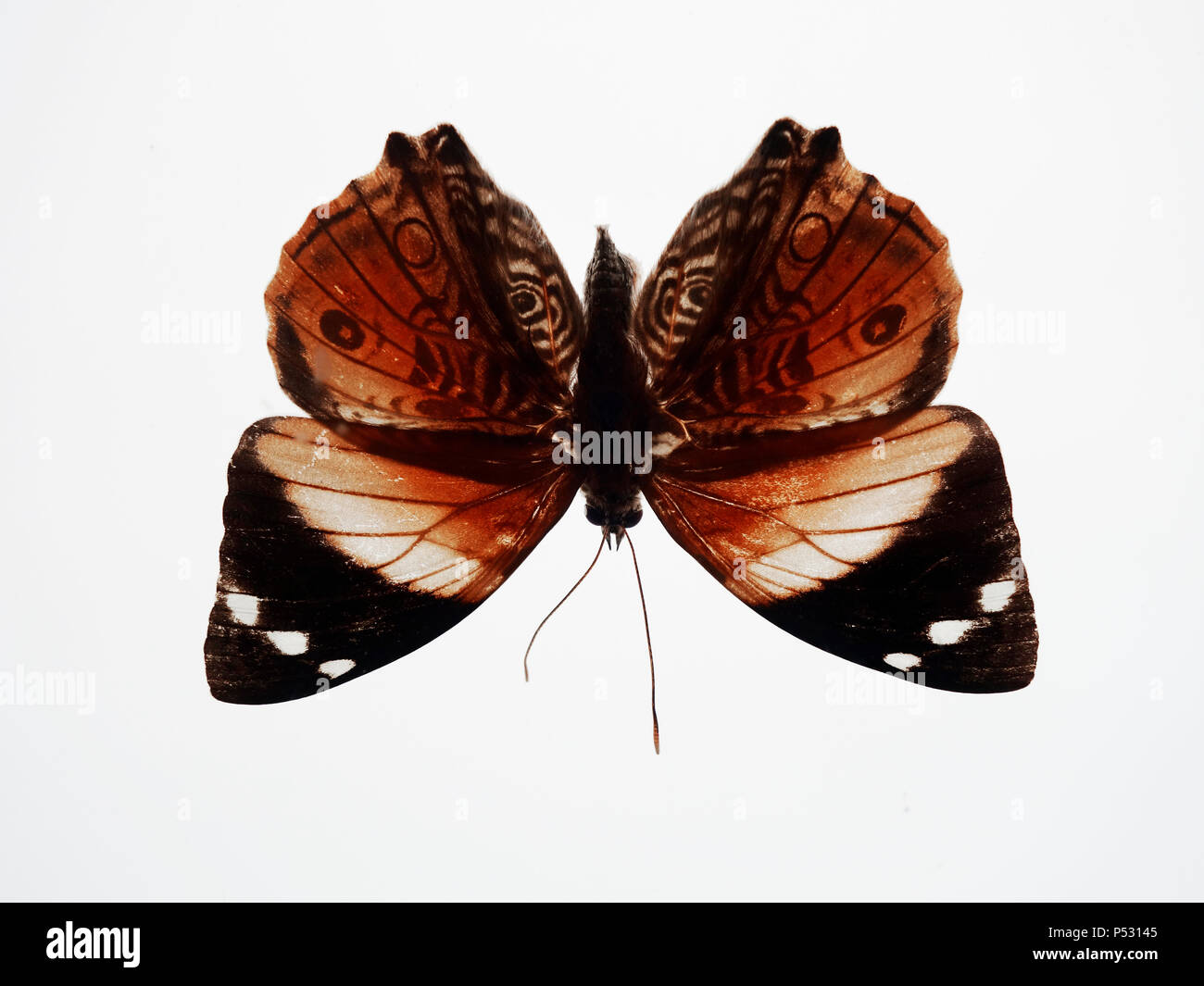 Bugs from around the world series Stock Photo - Alamy