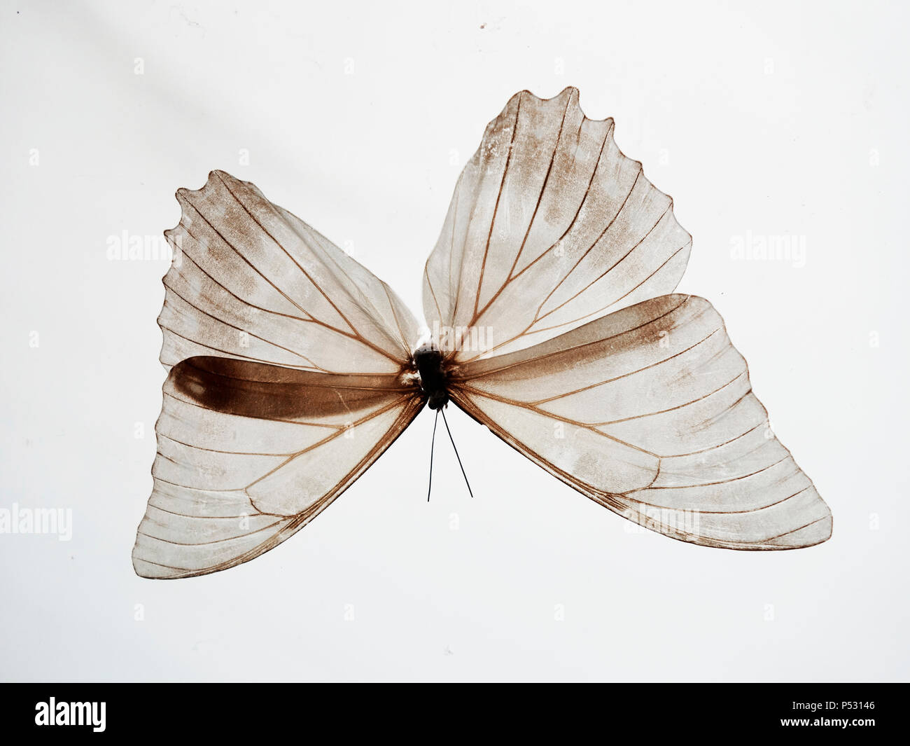 Bugs from around the world series Stock Photo - Alamy