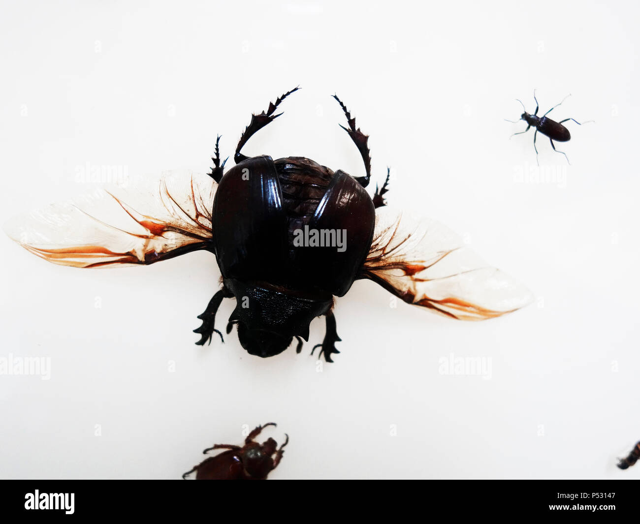 Bugs from around the world series Stock Photo - Alamy