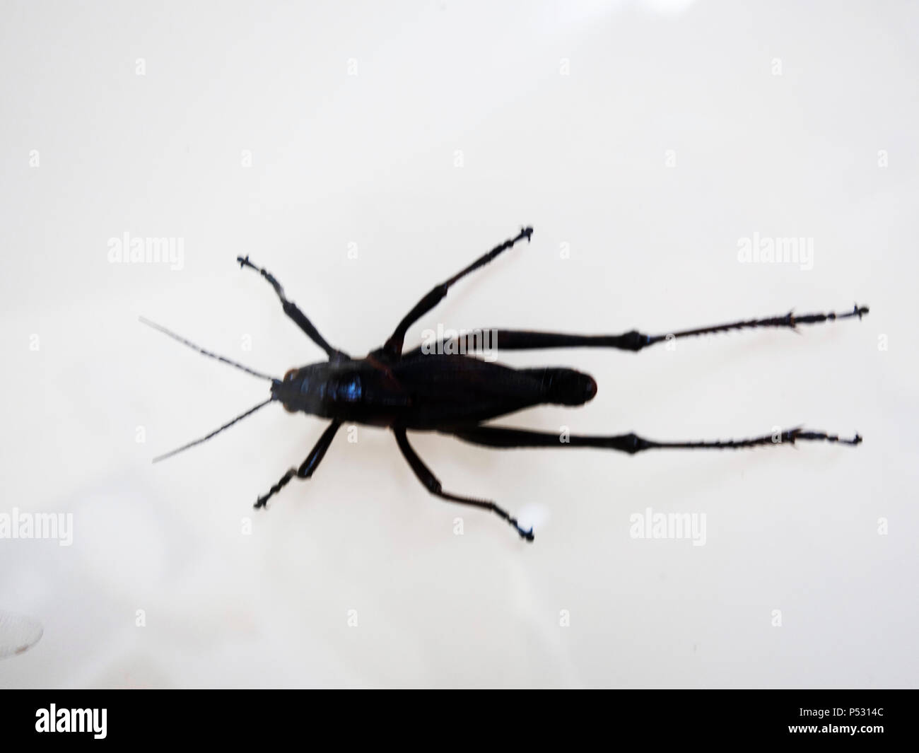 Bugs from around the world series Stock Photo - Alamy