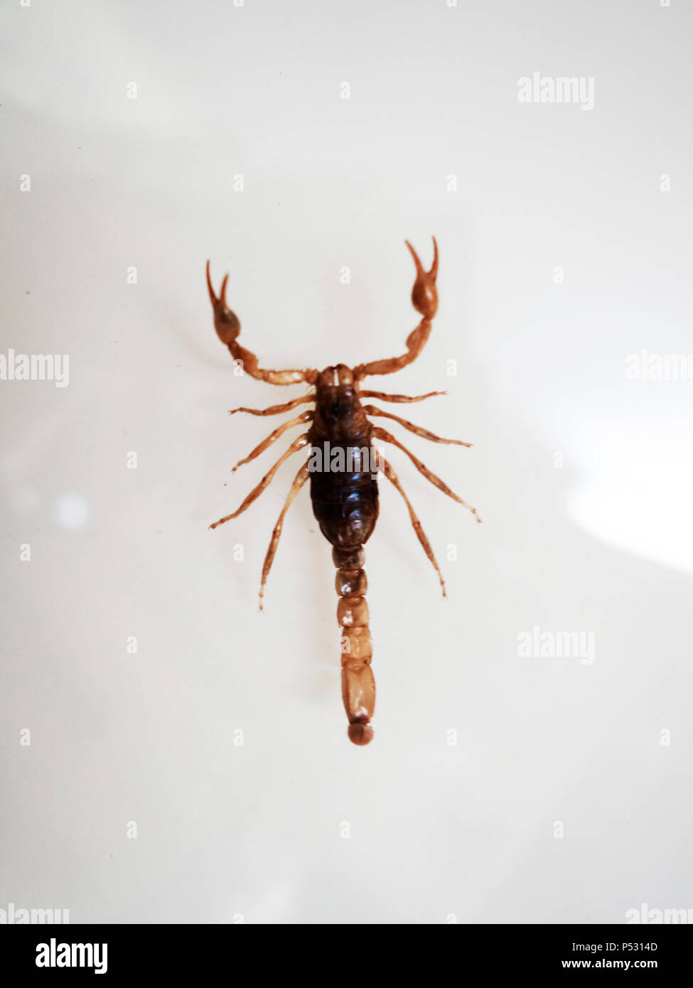 Bugs from around the world series Stock Photo - Alamy
