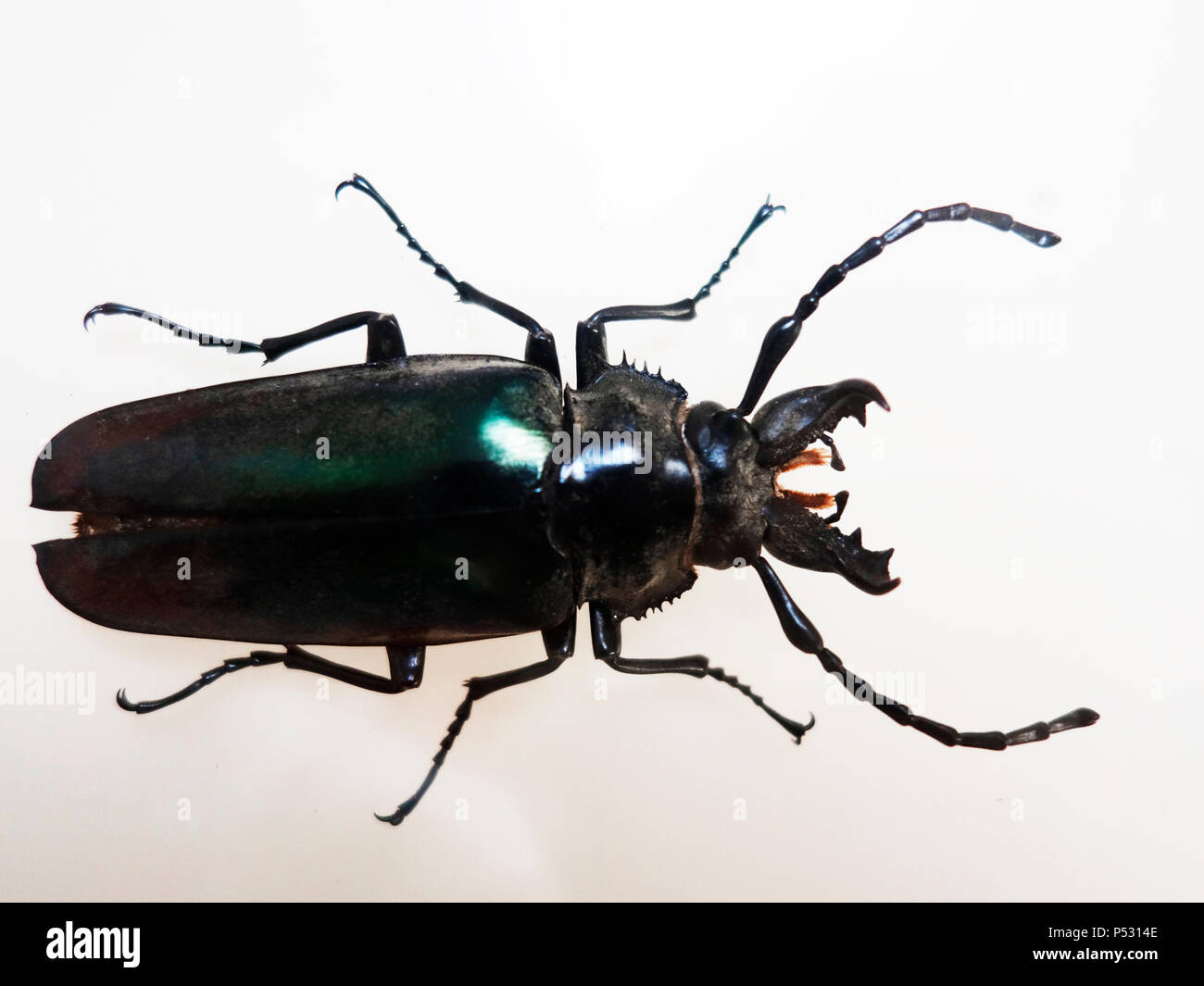 Bugs from around the world series Stock Photo - Alamy
