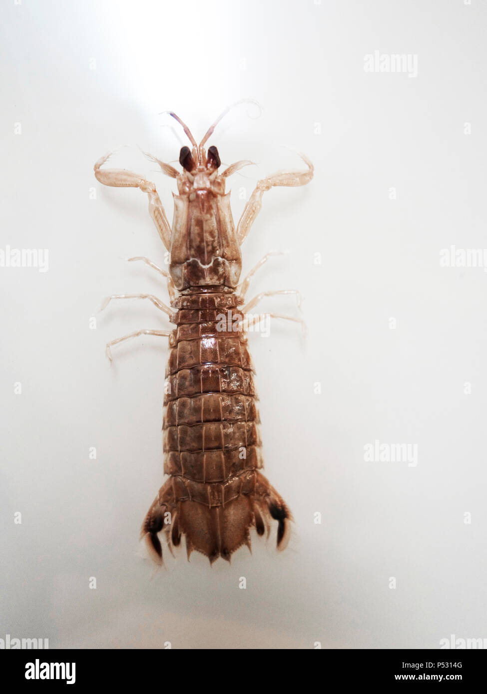 Bugs from around the world series Stock Photo - Alamy