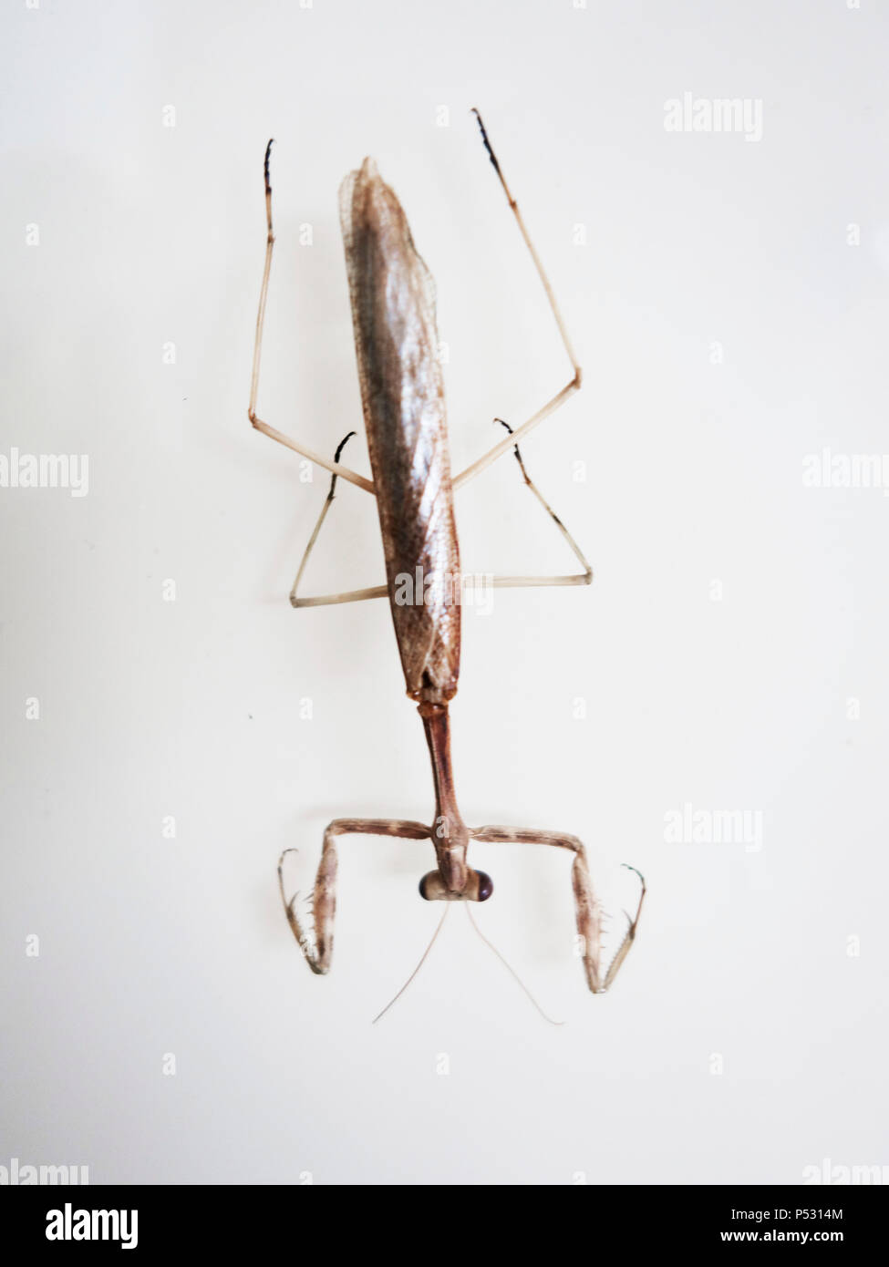 Bugs from around the world series Stock Photo - Alamy