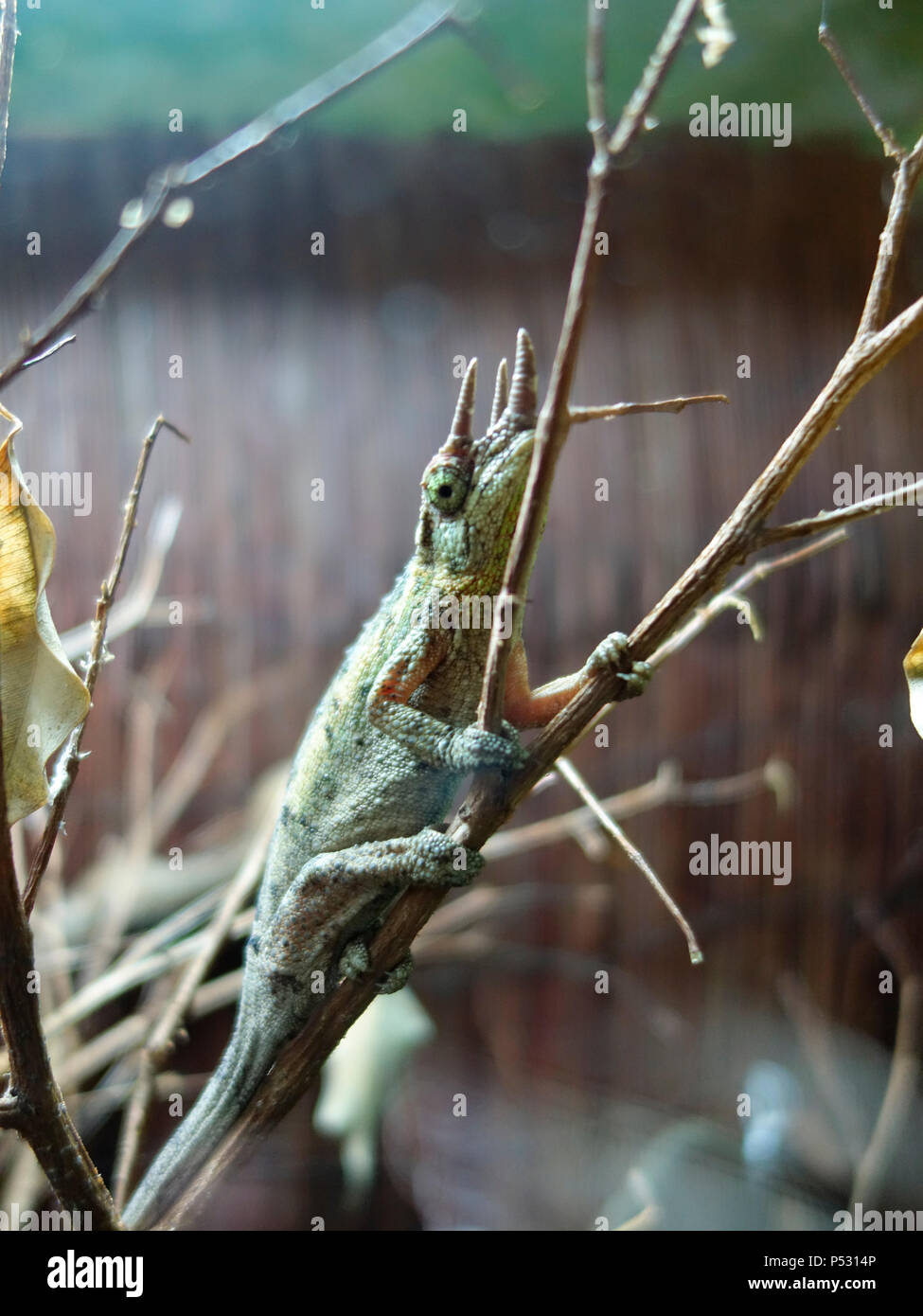 Jacksons three horned chameleon trioceros jacksonii hi-res stock ...