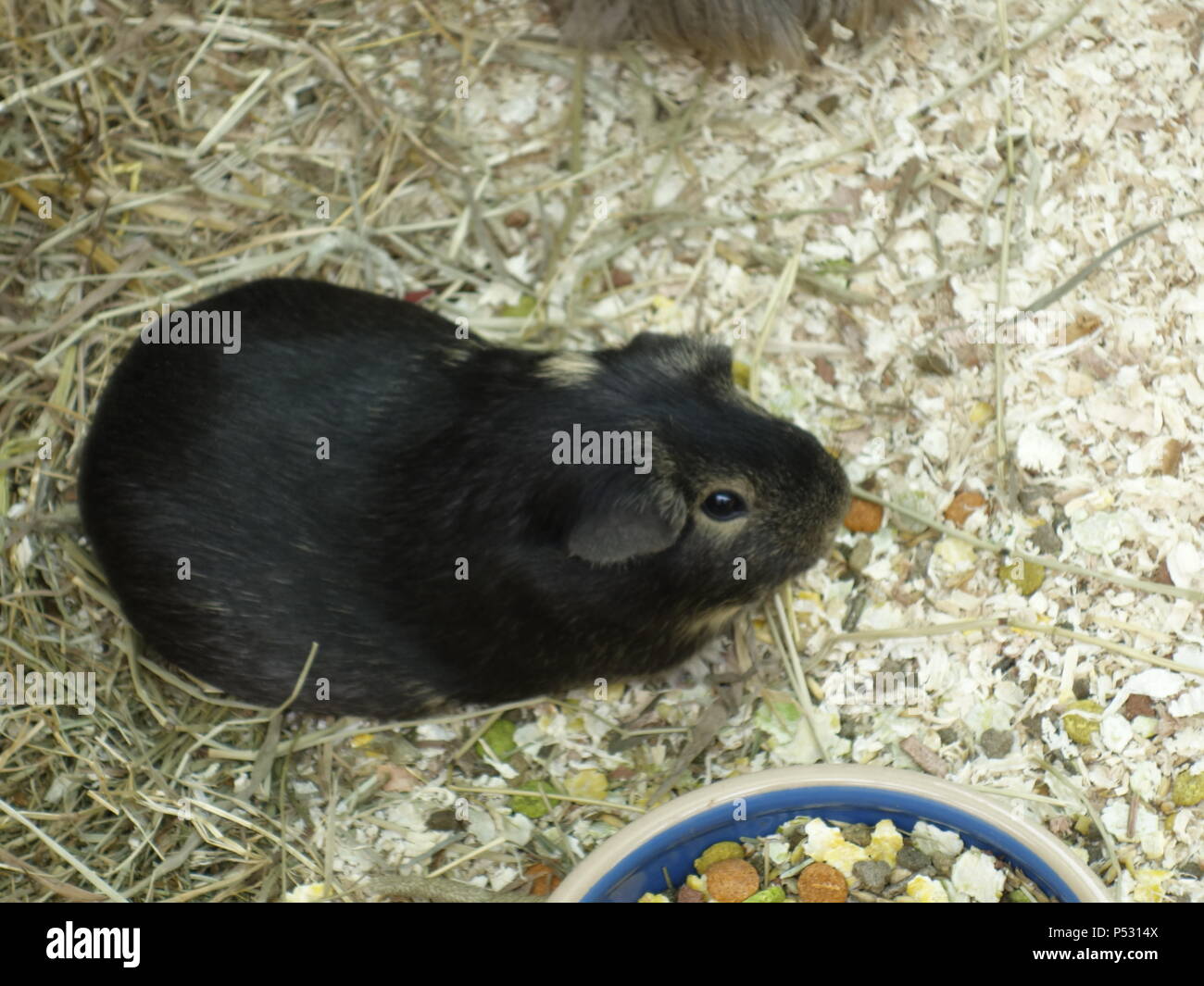 Guinea pig care hi-res stock photography and images - Alamy