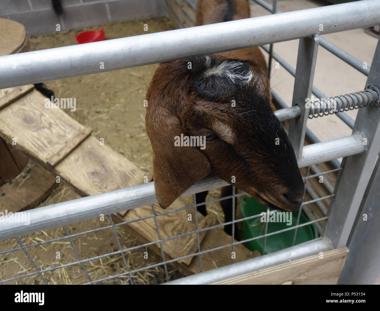 Common goat hi-res stock photography and images - Alamy