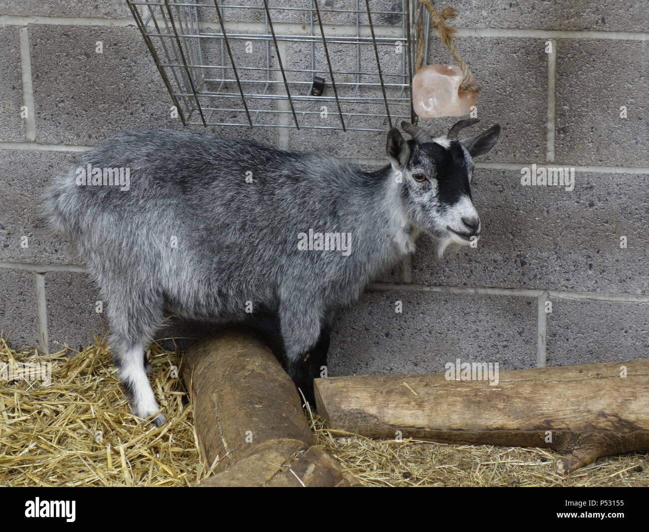 Common Goat High Resolution Stock Photography and Images - Alamy