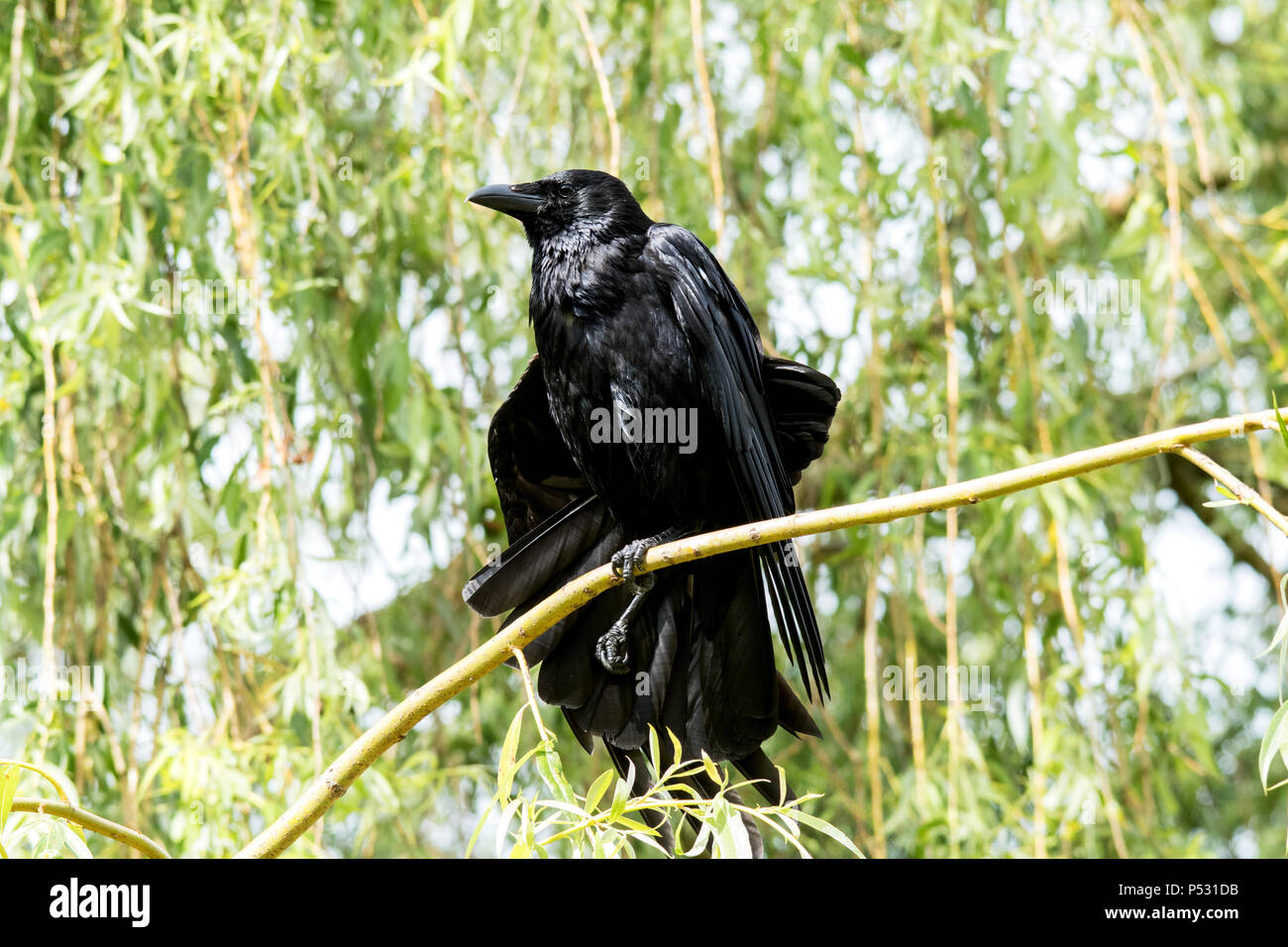 Carrion Crow, Corvus corone Stock Photo - Alamy