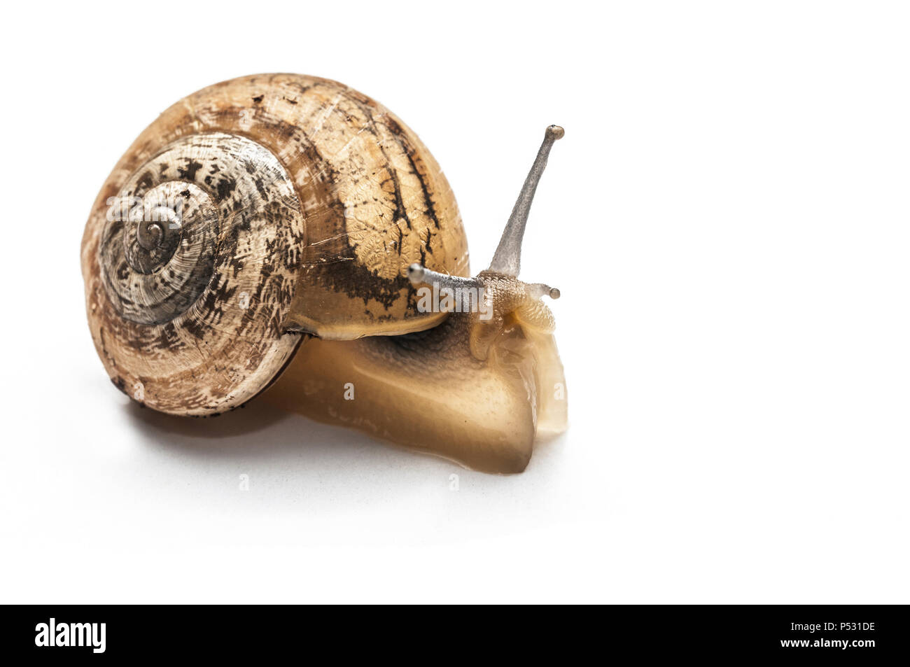 Spiral snail shell macro background hi-res stock photography and images ...