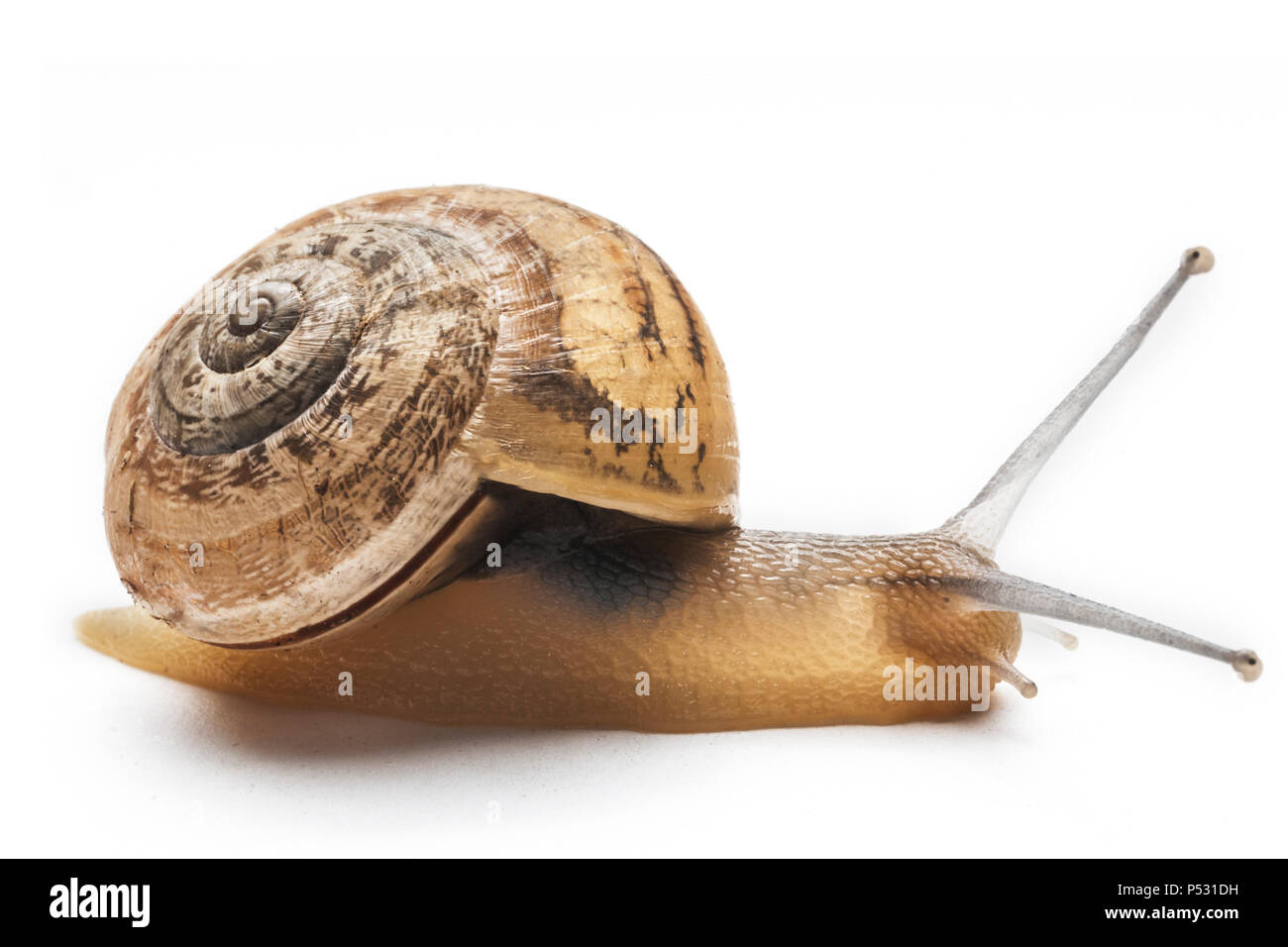 Common snail isolated on white Stock Photo - Alamy