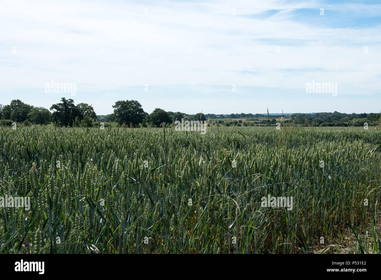 Growing field of wheat Stock Photo - Alamy