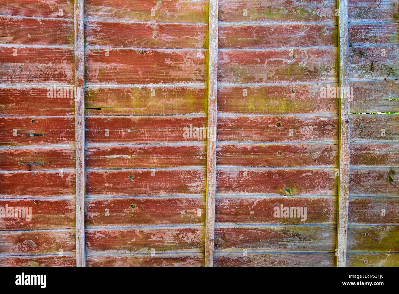 Section of wood panelling from a garden fence. Perfect as a background ...