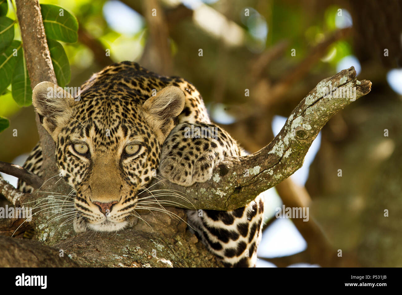 Female leopard hi-res stock photography and images - Alamy