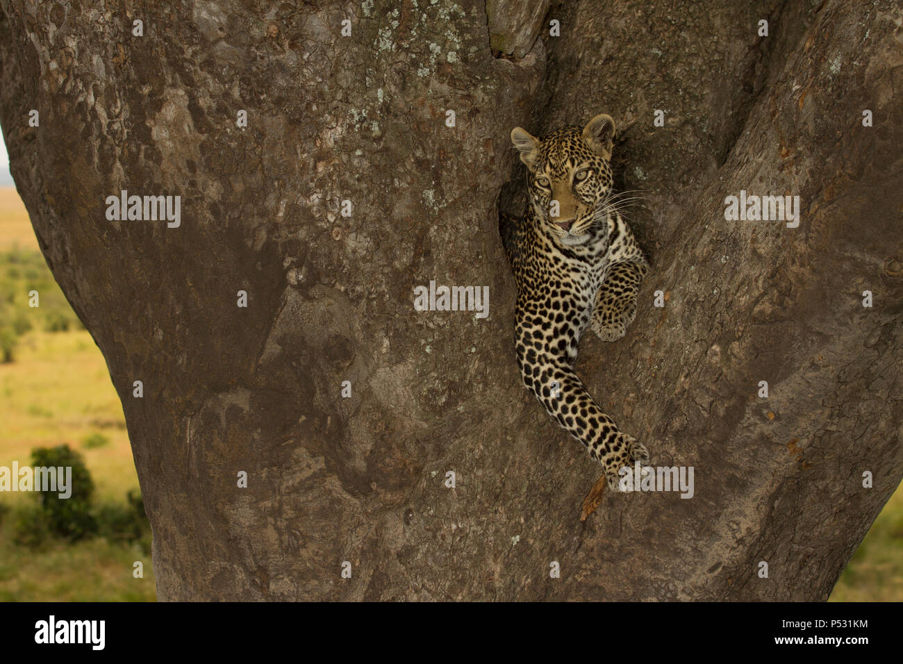 Female leopard hi-res stock photography and images - Alamy