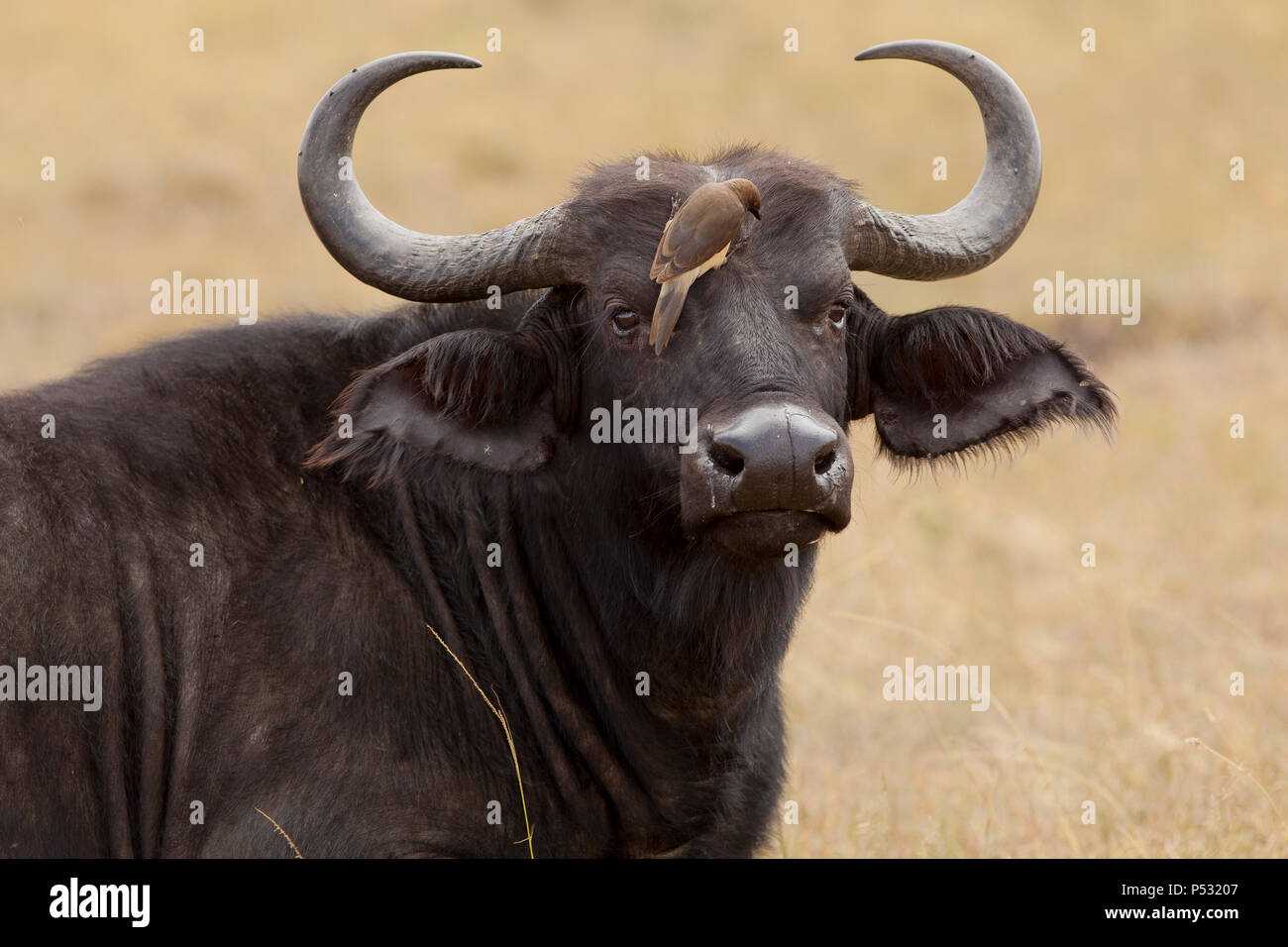 Femalee Buffalo close up Portrait with oxpecker mutualism Stock Photo ...