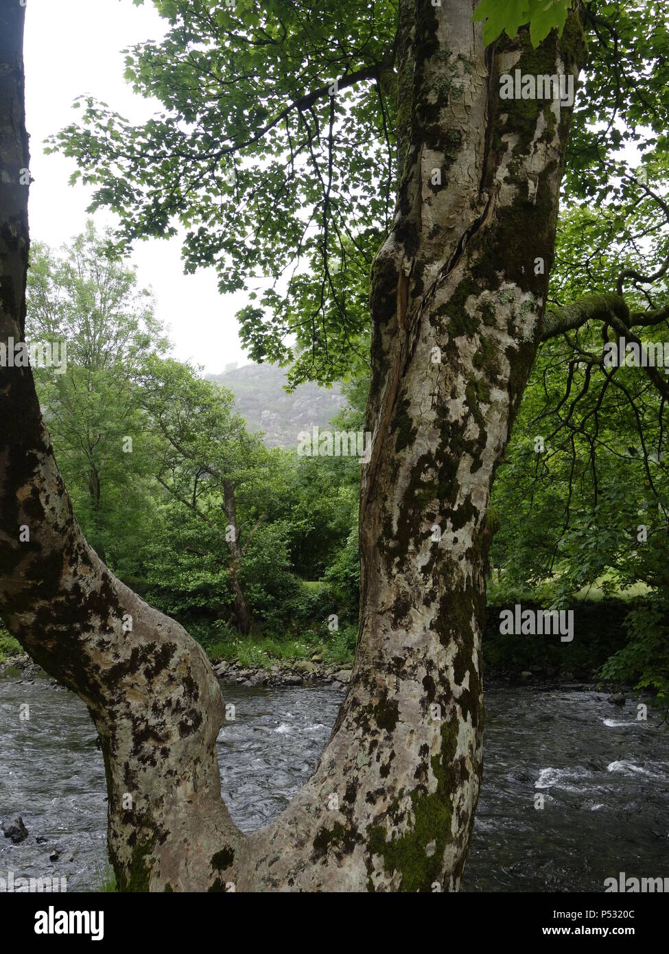 natural landscape and trees Stock Photo - Alamy