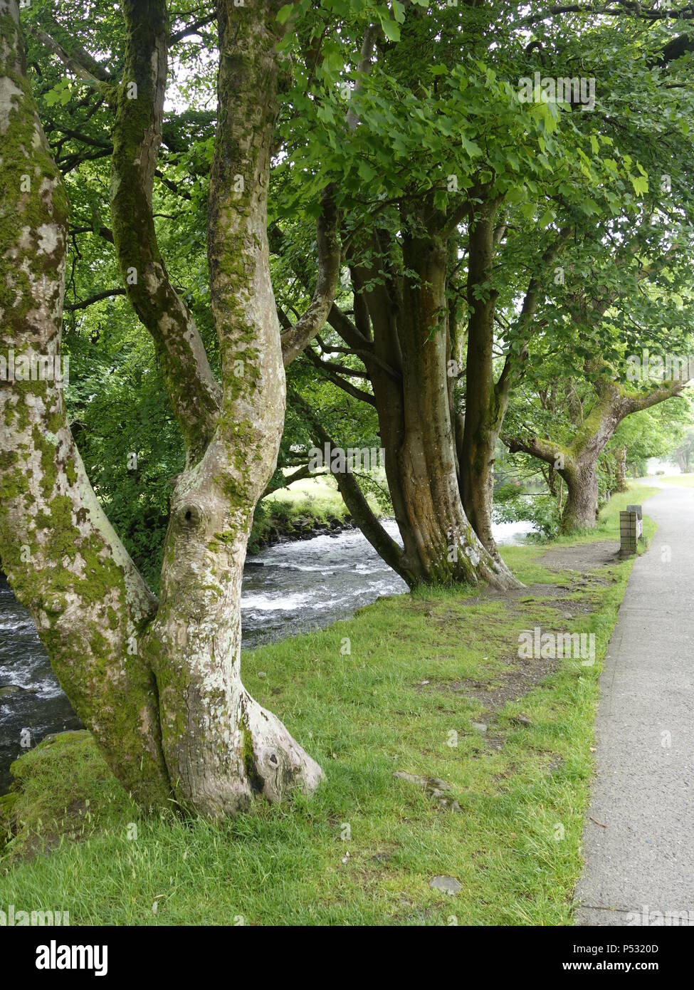 natural landscape and trees Stock Photo - Alamy
