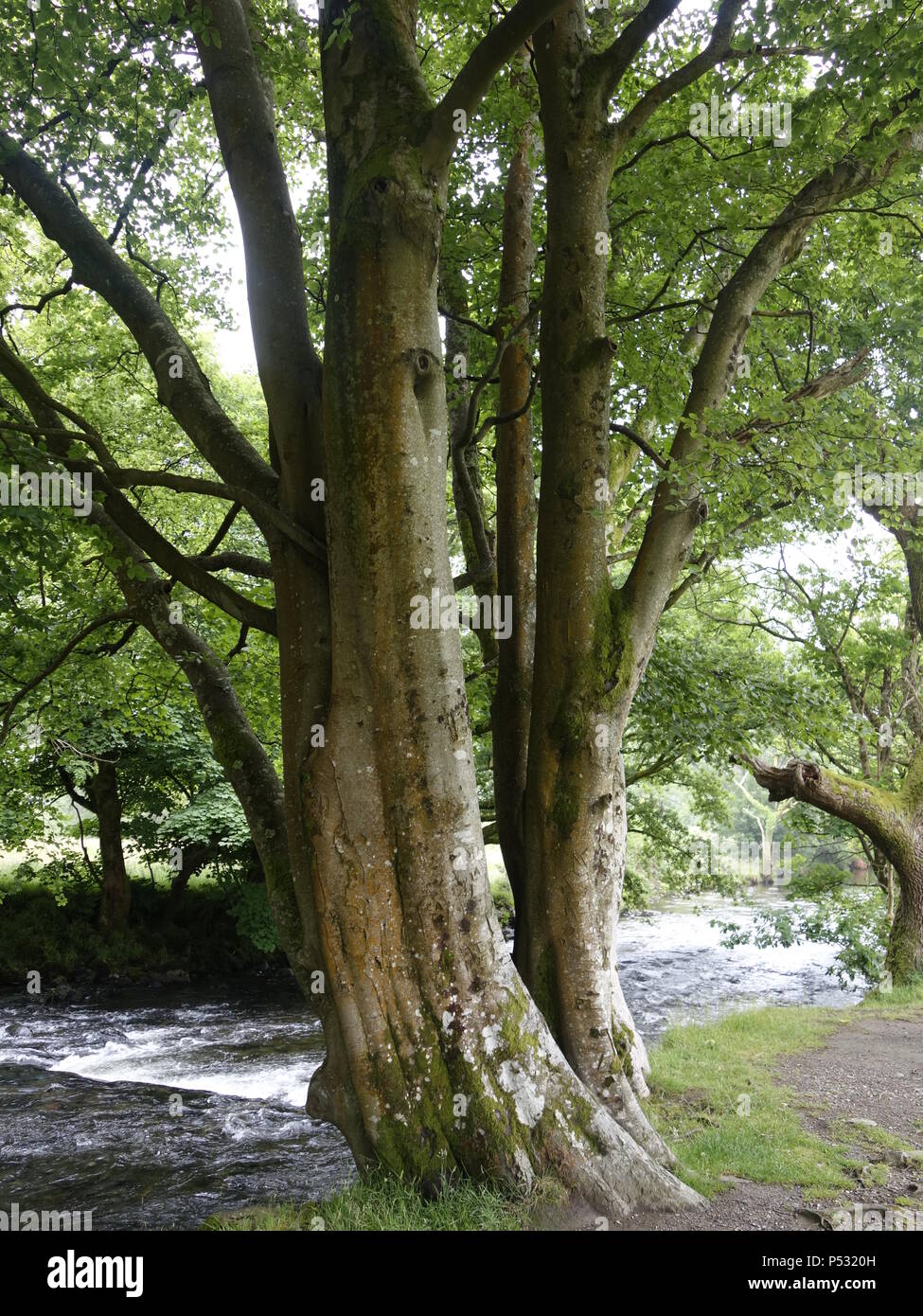 natural landscape and trees Stock Photo - Alamy
