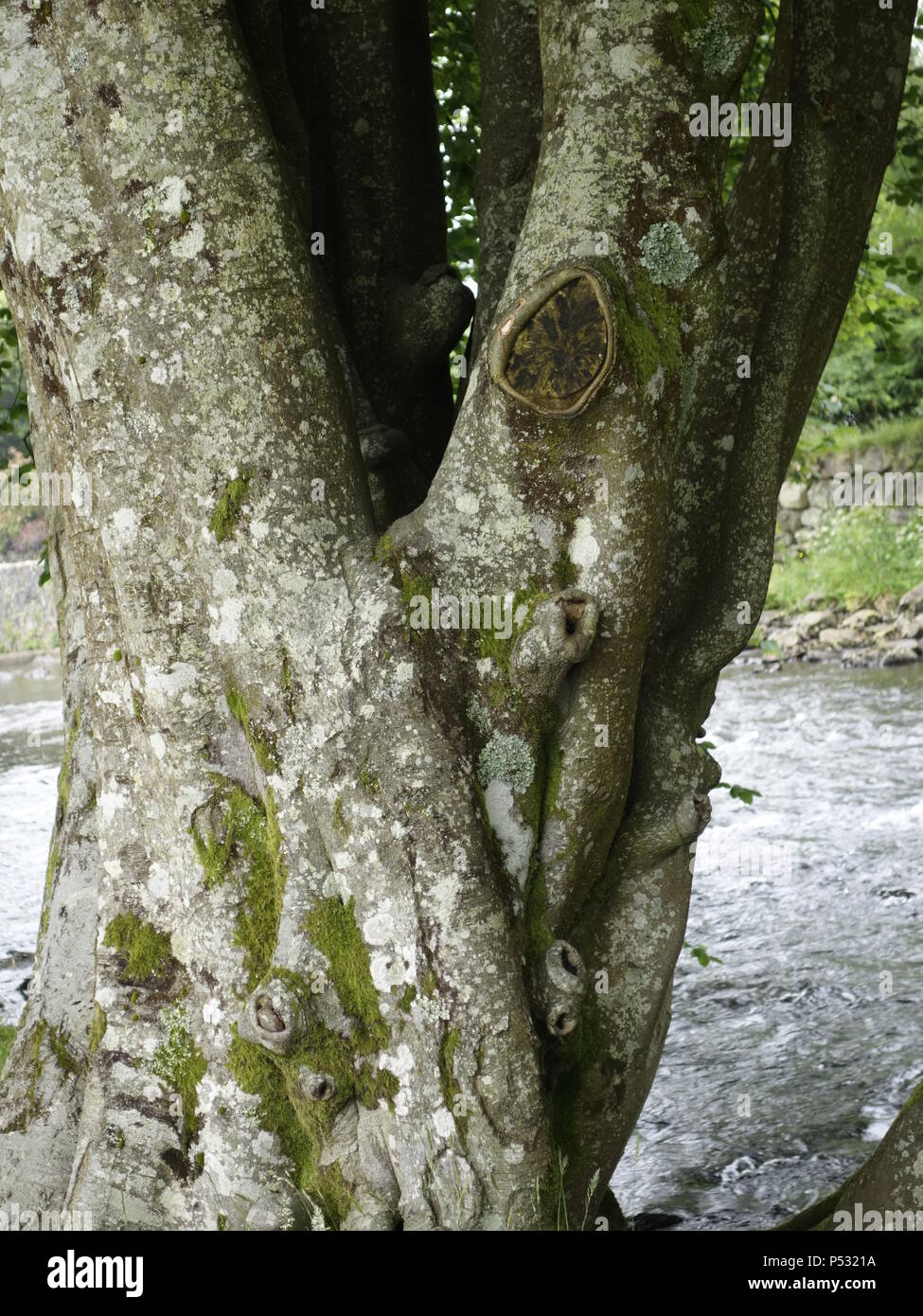 natural landscape and trees Stock Photo - Alamy