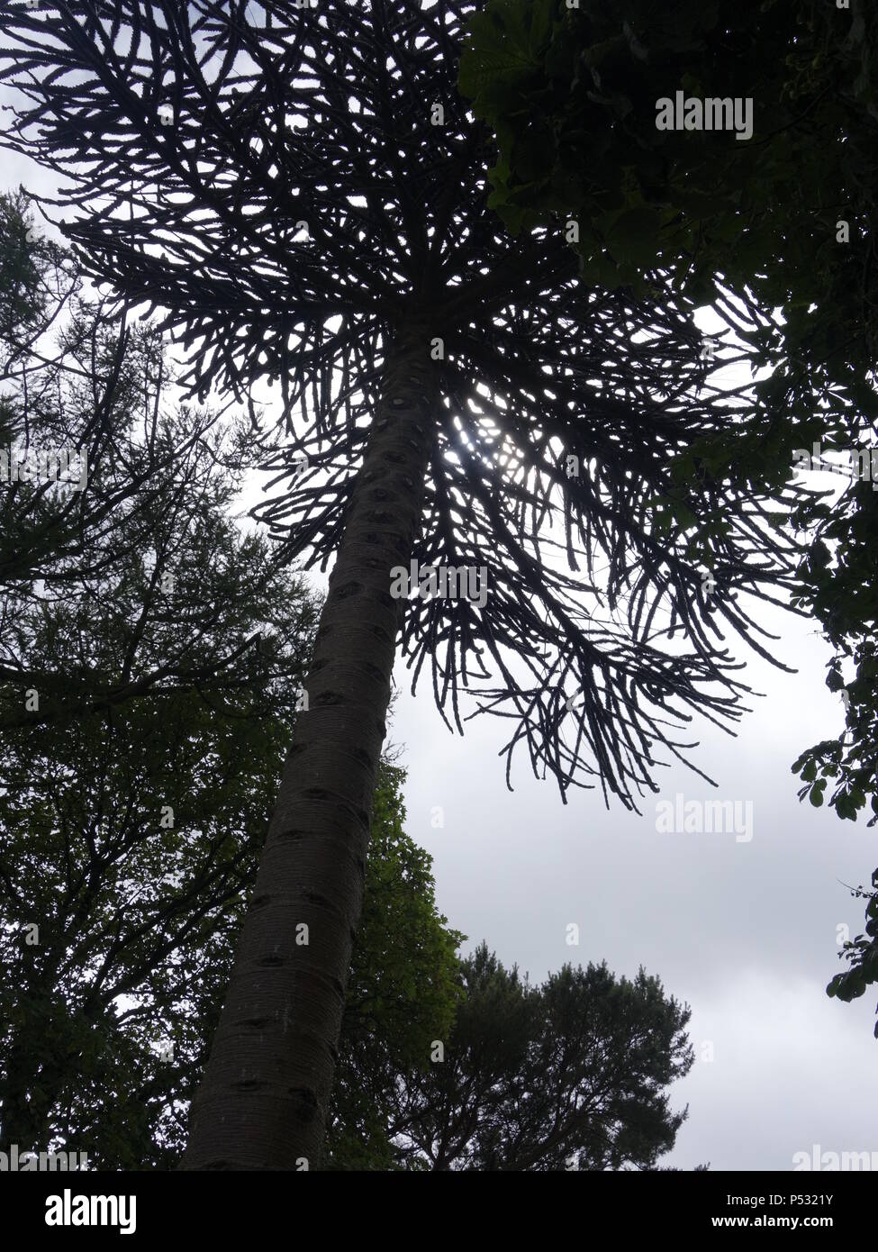 natural landscape and trees Stock Photo - Alamy