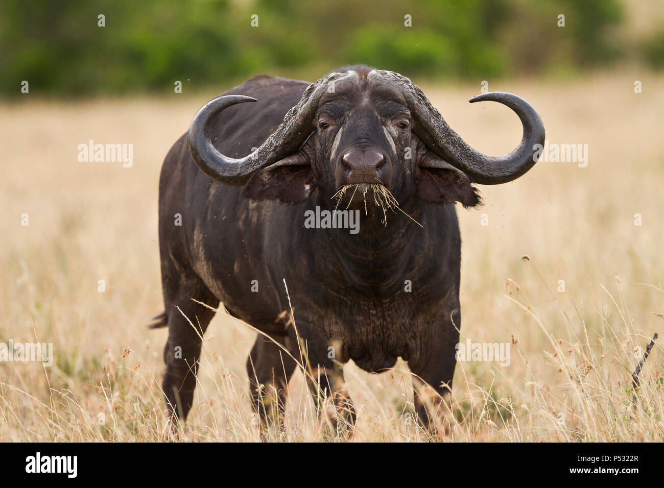 Cape buffalo grazing in savanna Stock Photo - Alamy