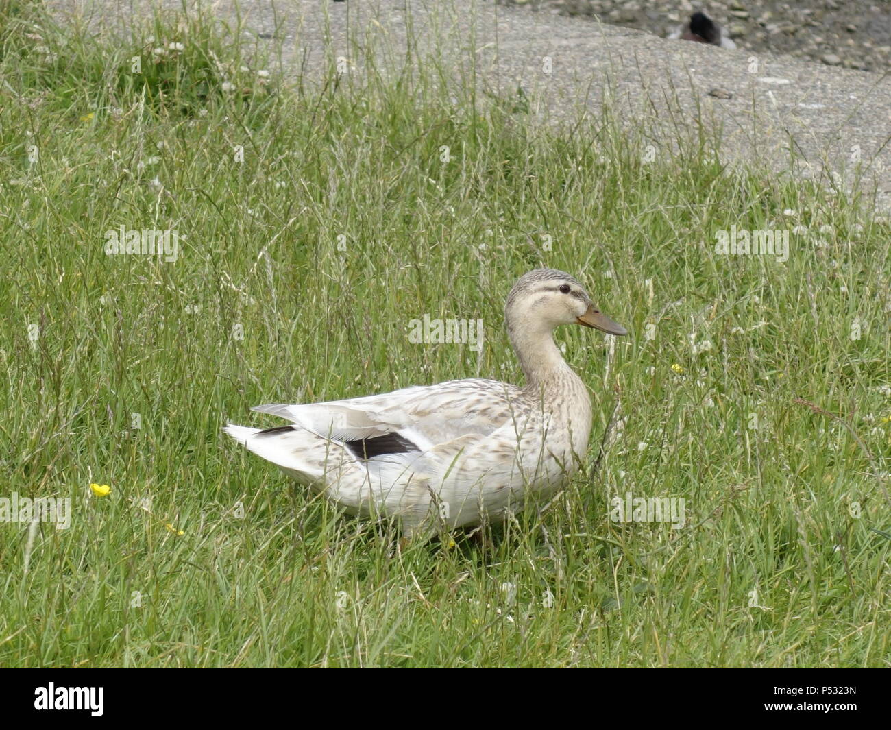A wild duck Stock Photo - Alamy