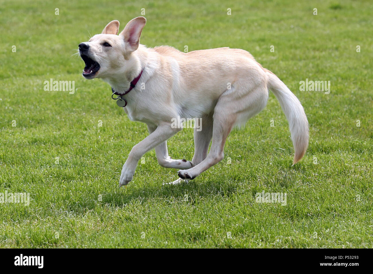 Aggressive dog barking hi-res stock photography and images - Alamy