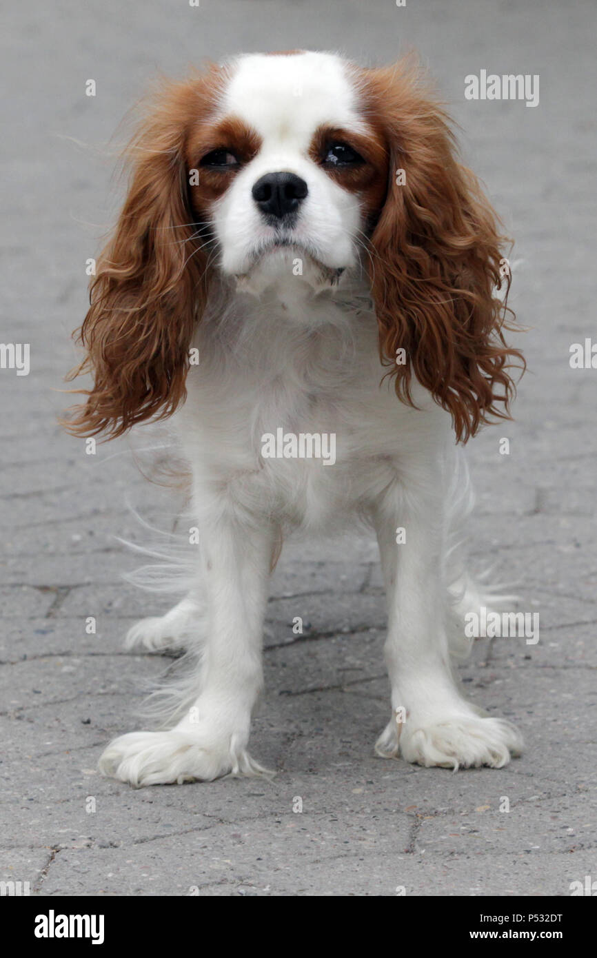 German spaniel hi-res stock photography and images - Alamy