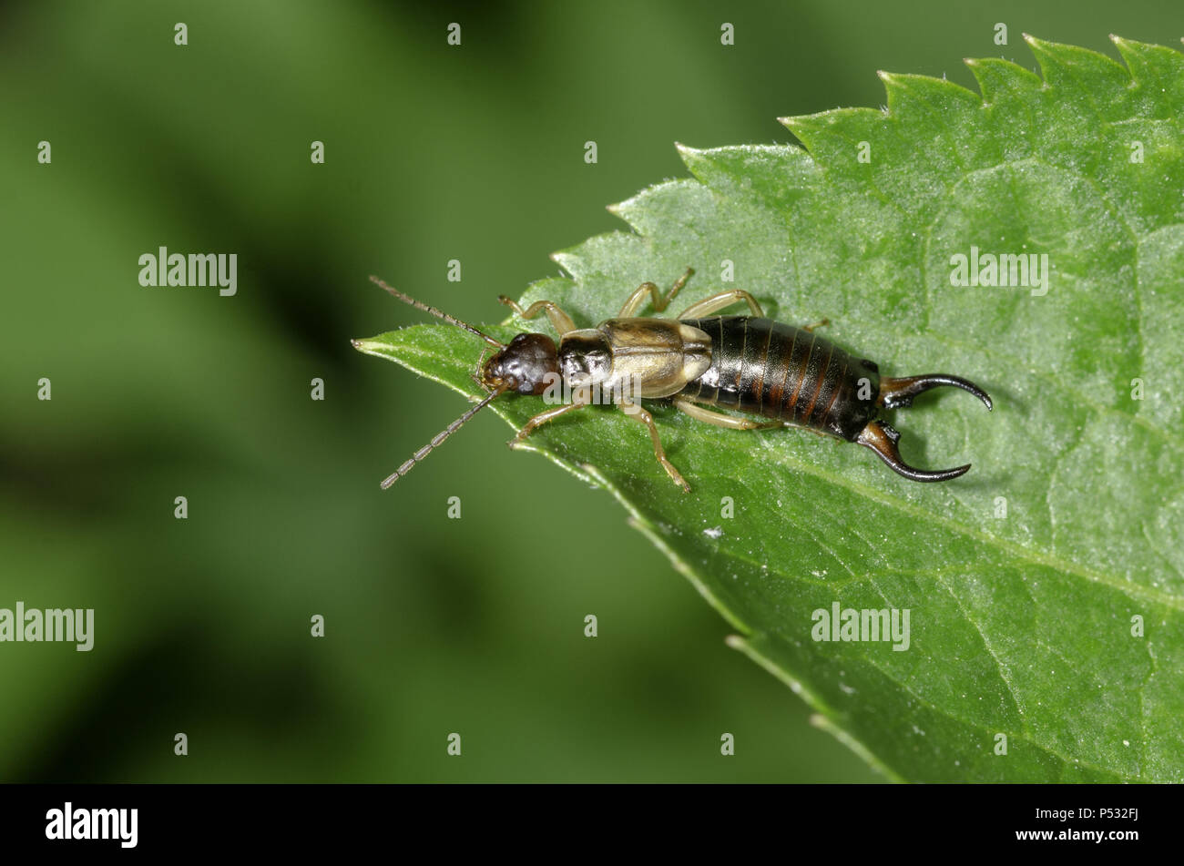 Common earwig, Forficula auricularia (male)on a leaf Stock Photo - Alamy