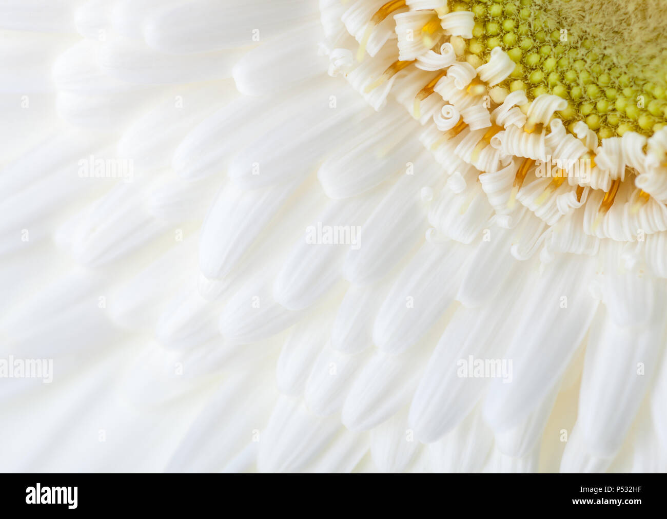 Gerbera backdrop hi-res stock photography and images - Alamy