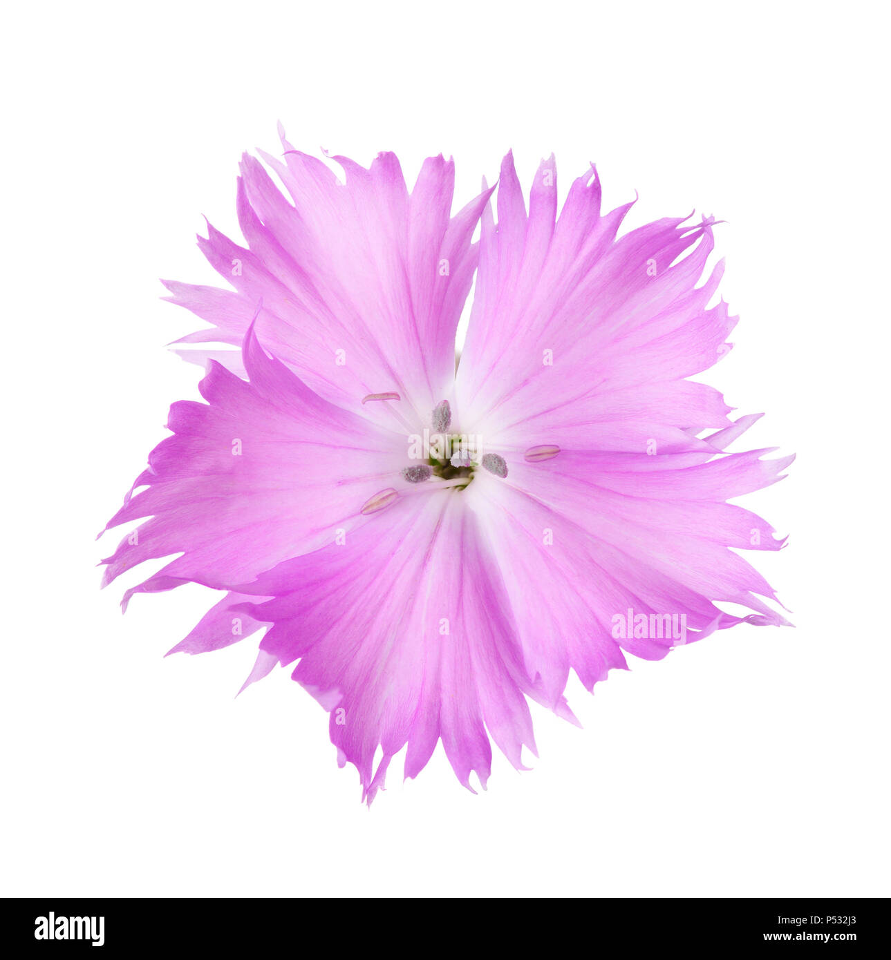 Carnation flower of lilac color isolated on white background. Dianthus ...