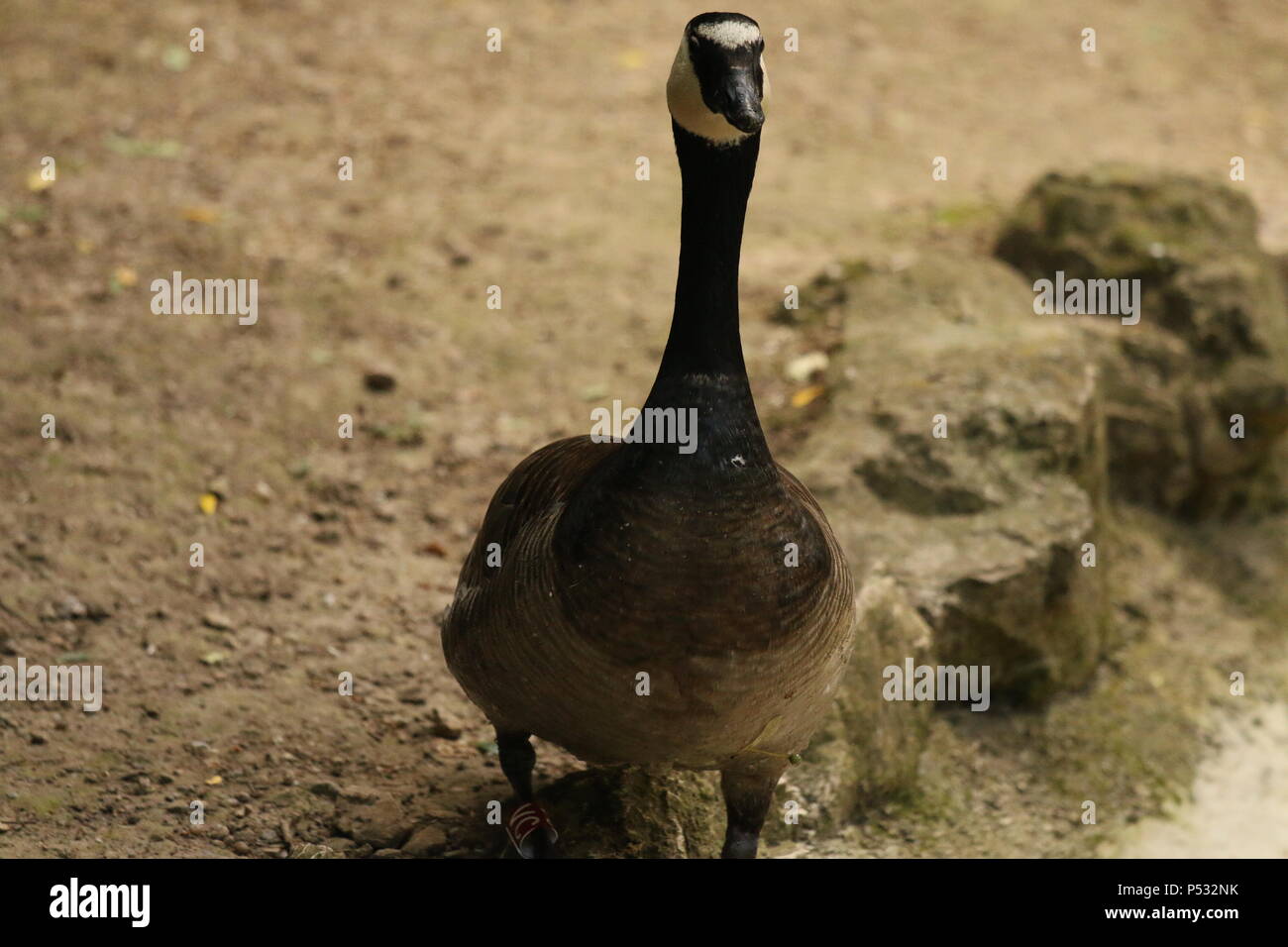 Canada goose back hi-res stock photography and images - Alamy