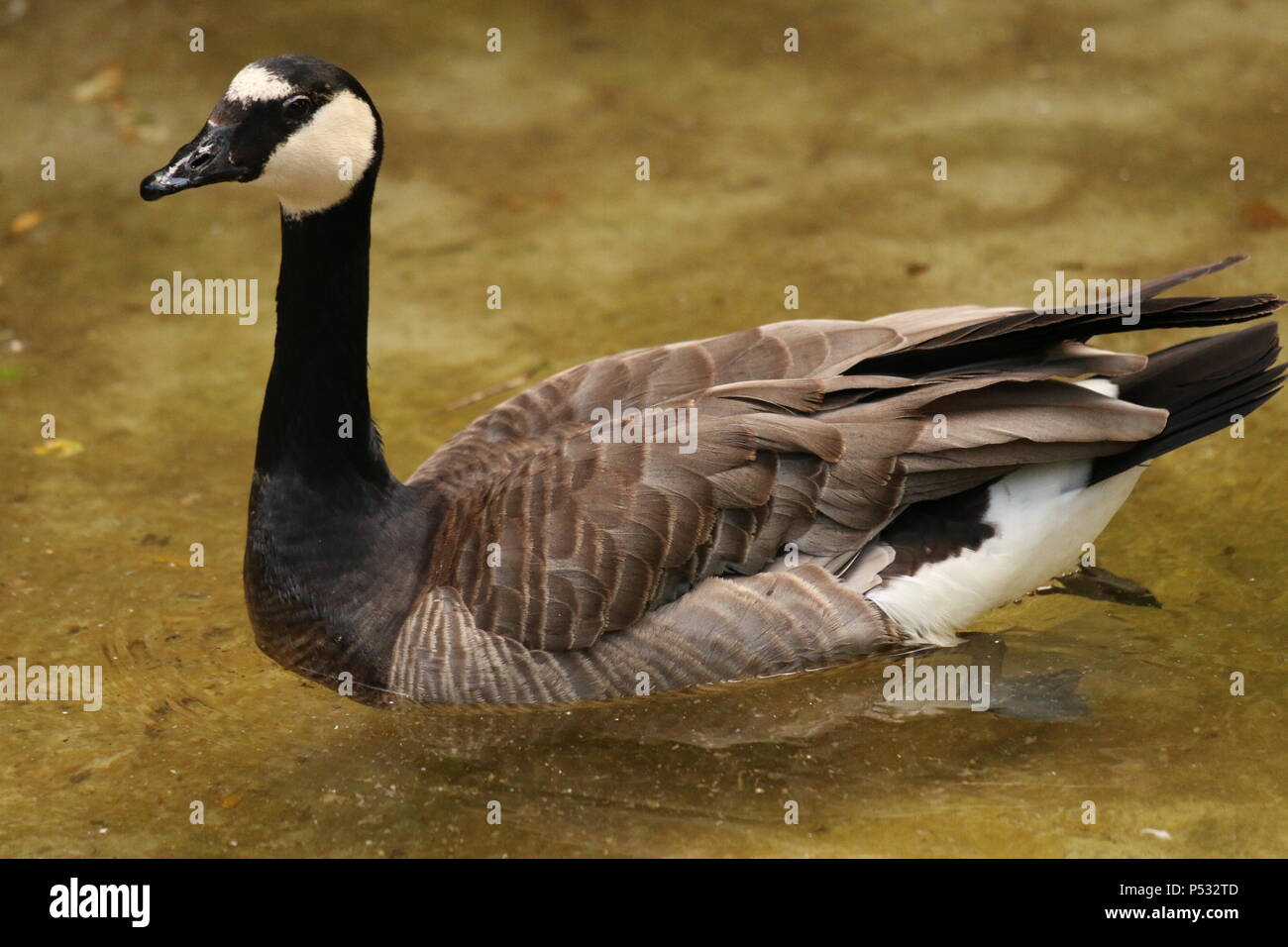 Canada Goose - Branta canadensis Stock Photo - Alamy