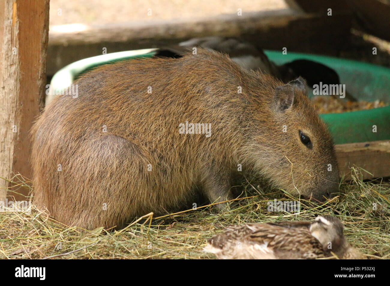Capybara - Hydrochoerus hydrochaeris Stock Photo - Alamy