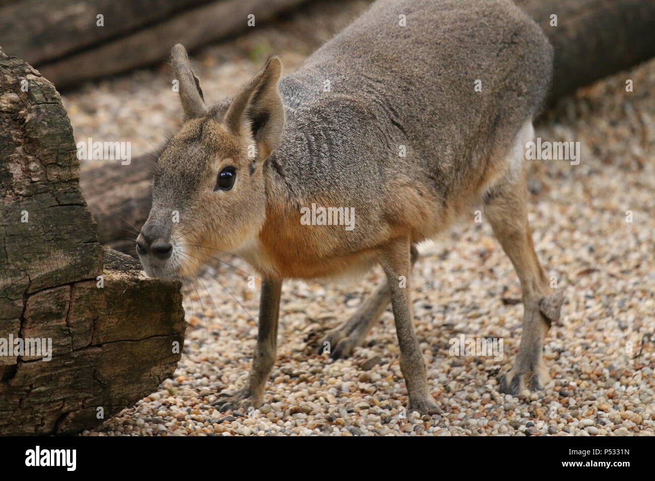Rabbit argentina hi-res stock photography and images - Alamy