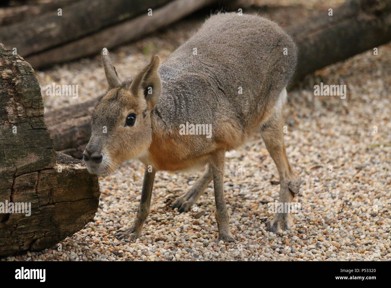 Patagonian Mara - Dolichotis patagonum Stock Photo - Alamy