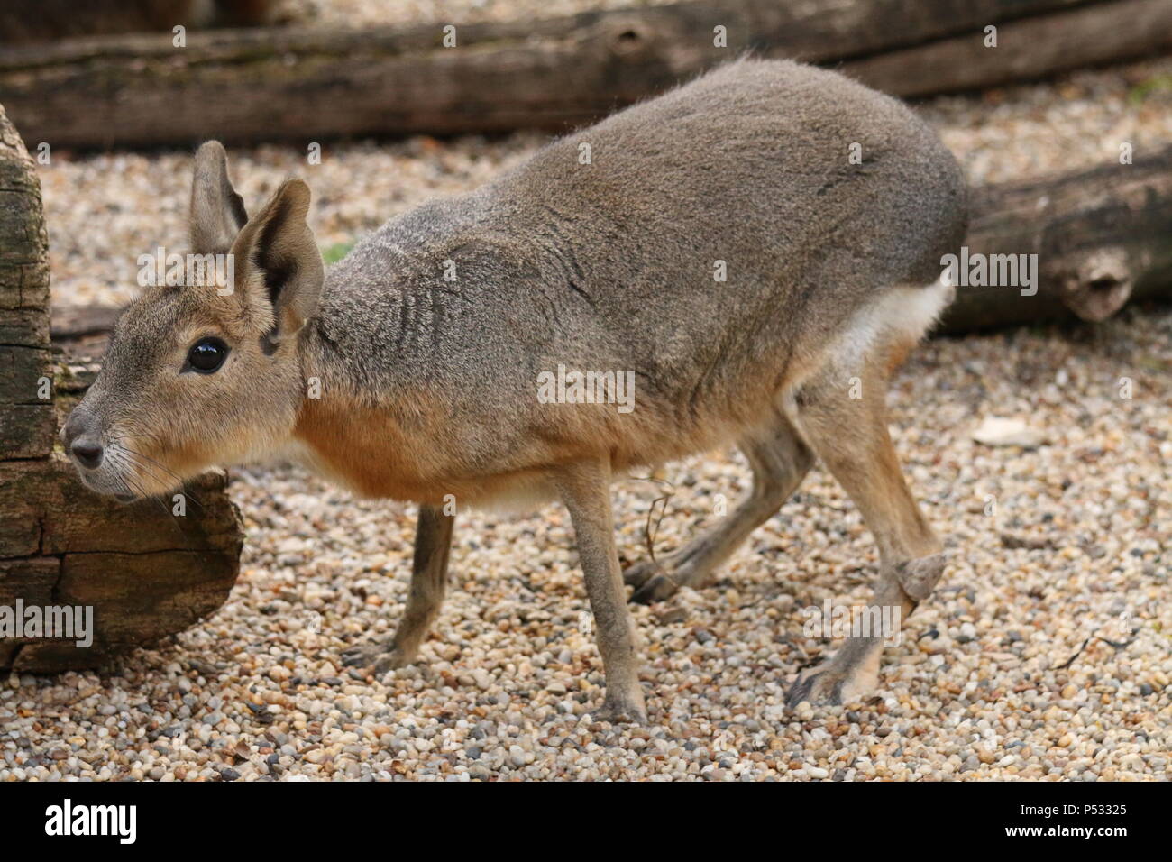 Patagonian Mara - Dolichotis patagonum Stock Photo - Alamy