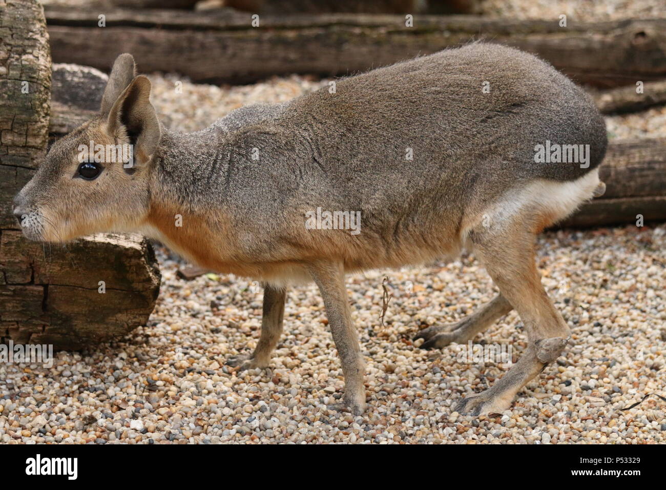 Patagonian rabbit hi-res stock photography and images - Alamy
