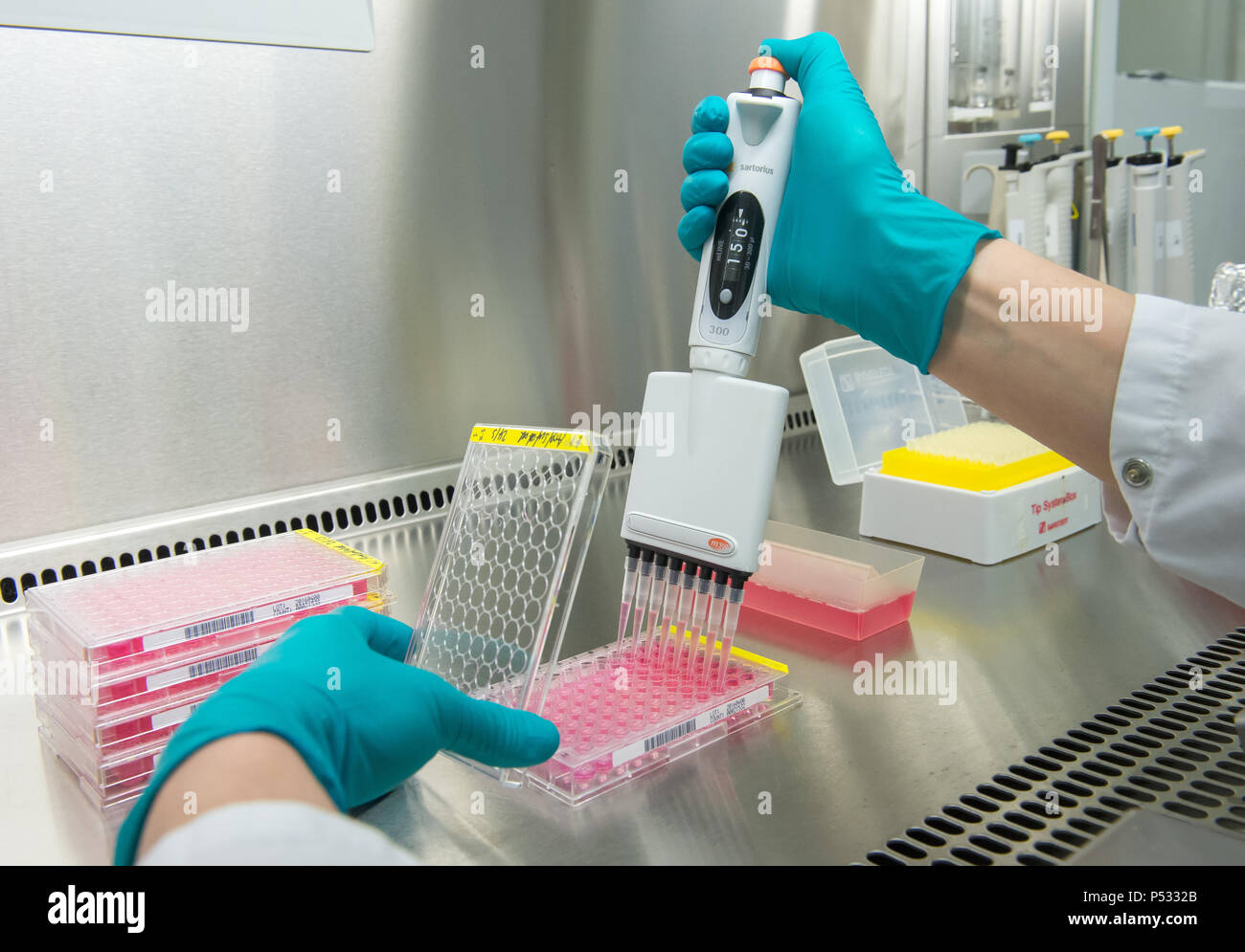 Laboratory work: Preparation of samples in a 96-well PCR plate within ...
