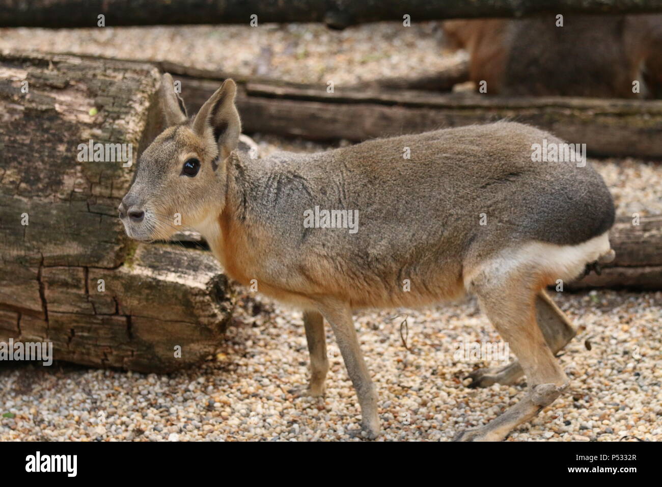 Patagonian Mara - Dolichotis patagonum Stock Photo - Alamy