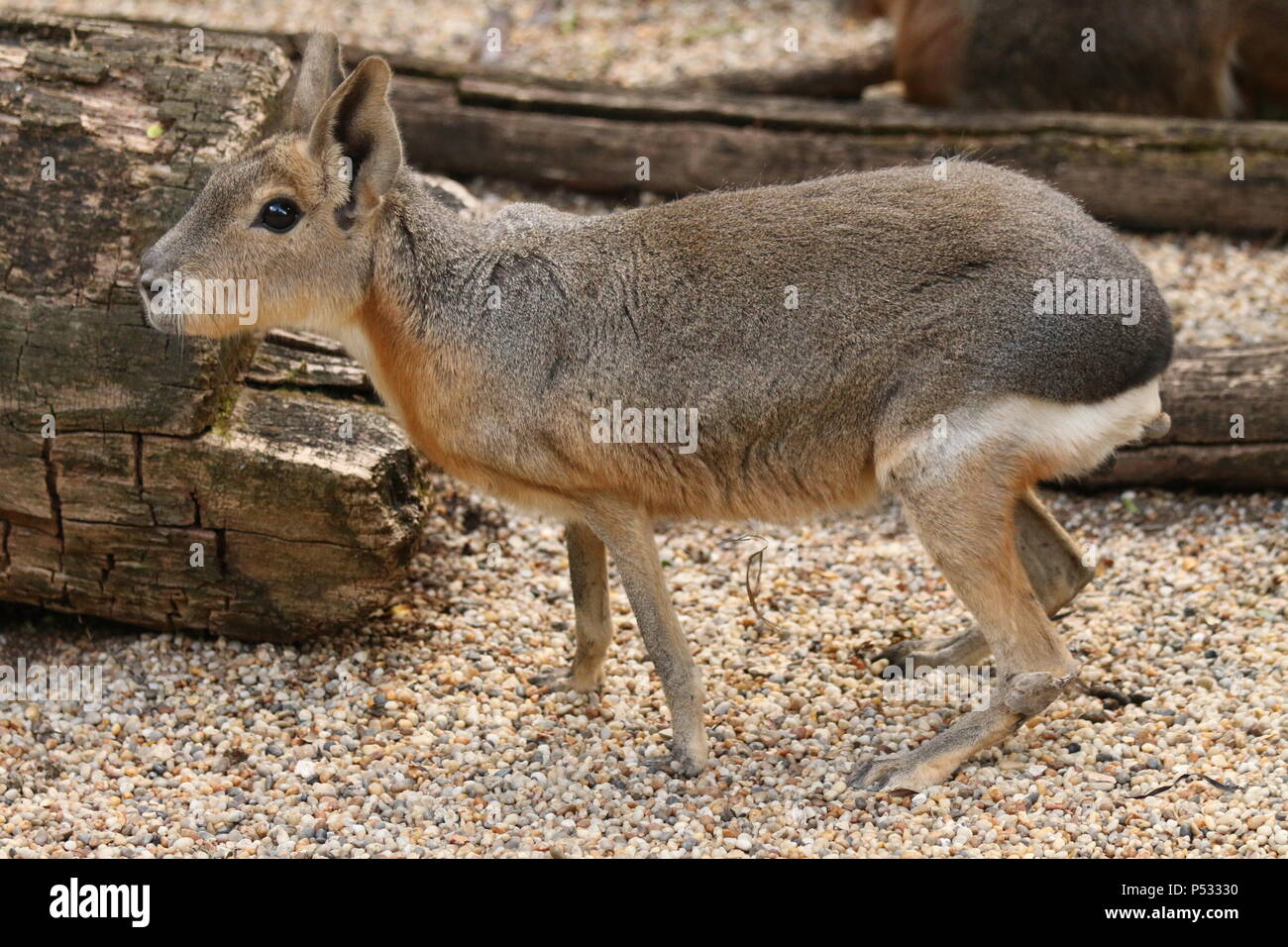 Patagonian Mara - Dolichotis patagonum Stock Photo - Alamy