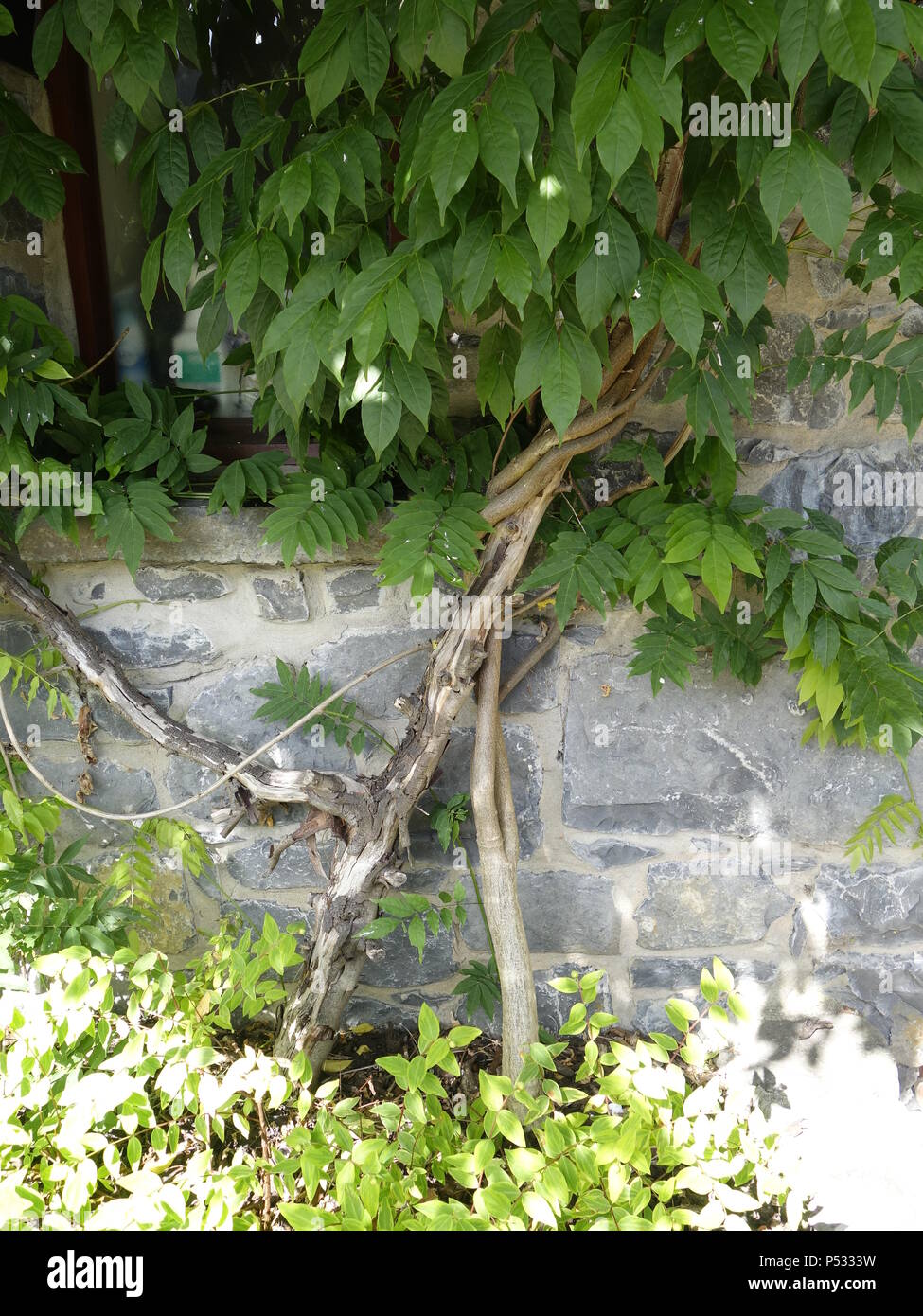 natural landscape and trees Stock Photo - Alamy