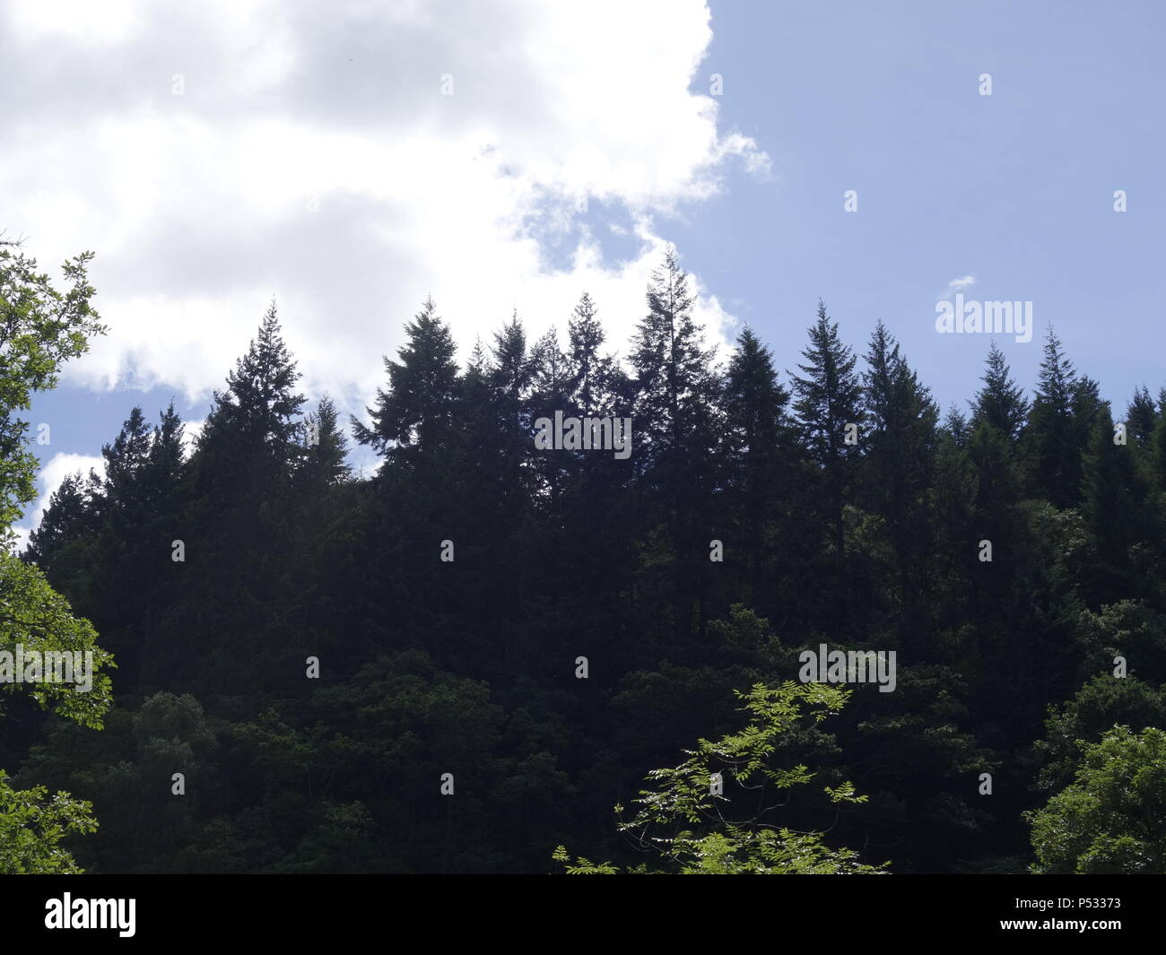 natural landscape and trees Stock Photo - Alamy